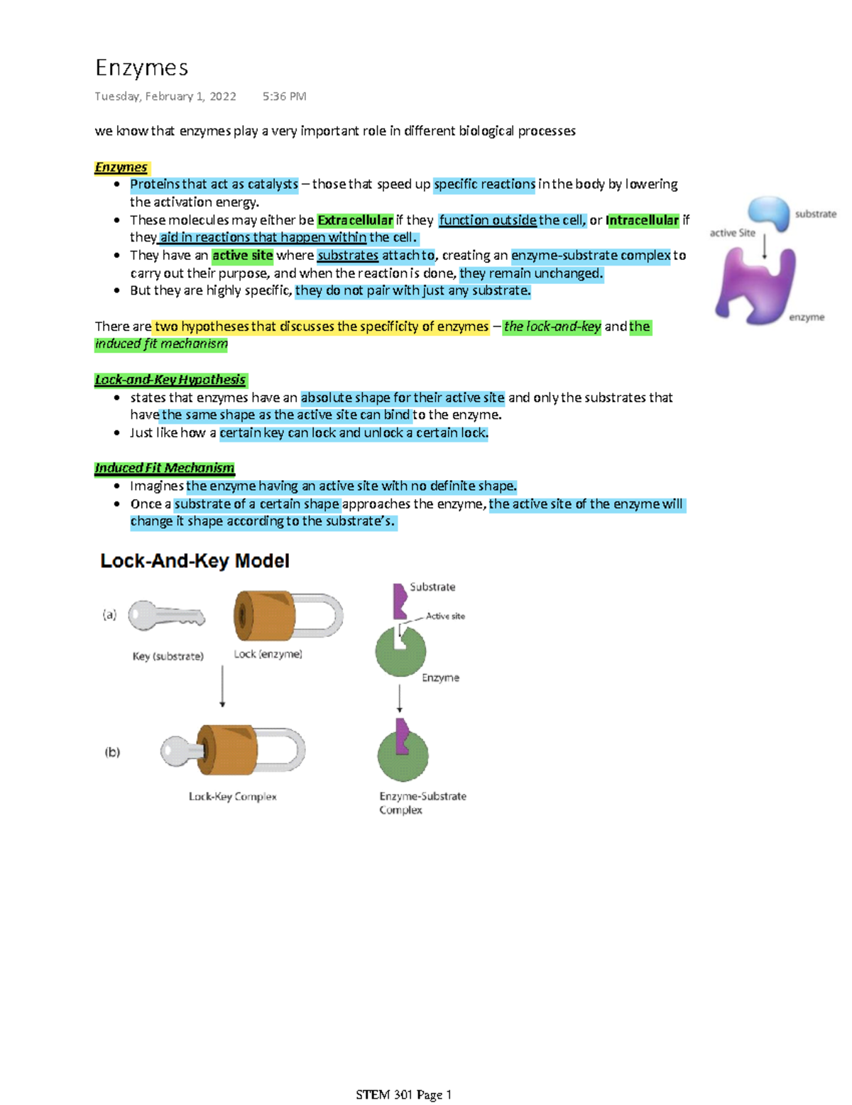 Enzymes - Notes - we know that enzymes play a very important role in ...