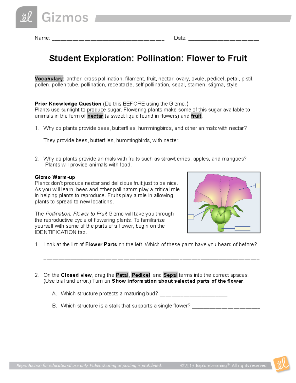 Pollination Flower Fruit SE - Name ...