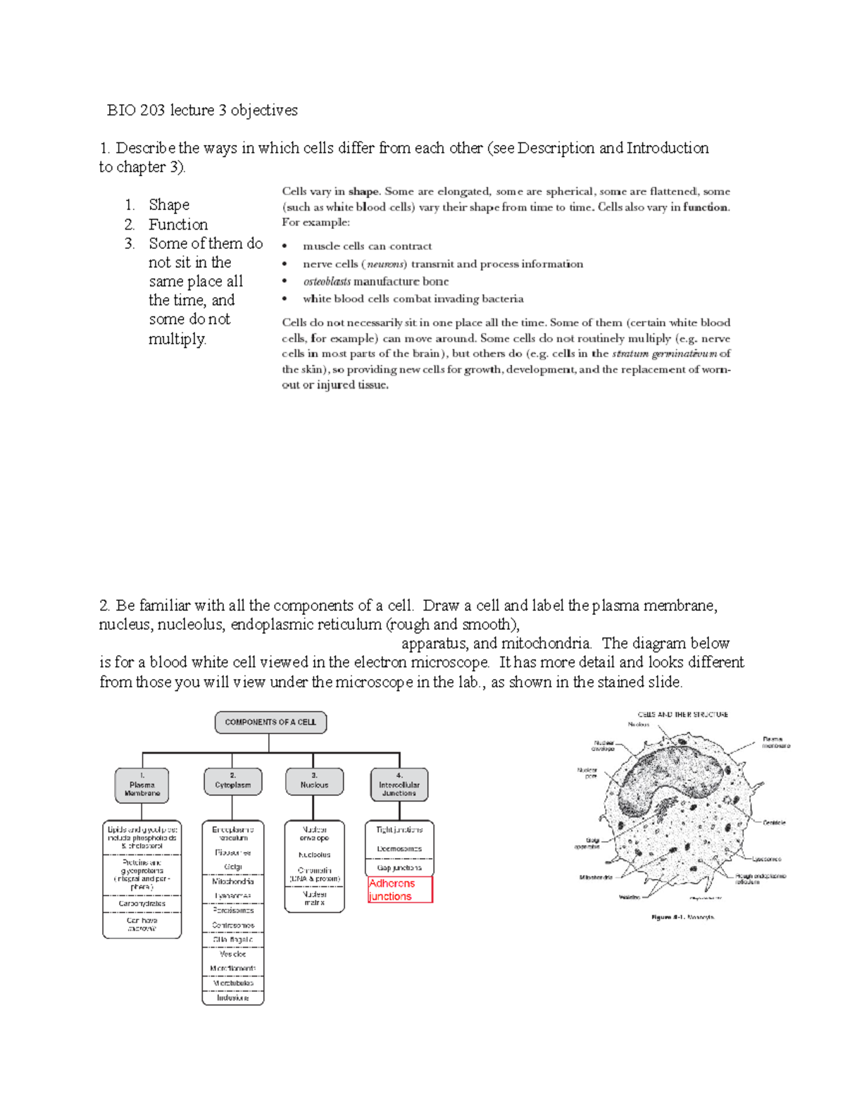 Lecture 3 Objectives Notes Bio 203 Lecture 3 Objectives Describe The Ways In Which Cells