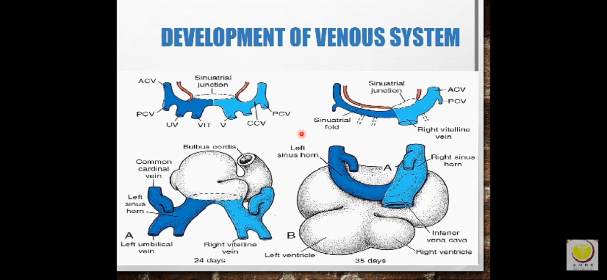 Venous System Development - Human development - Studocu