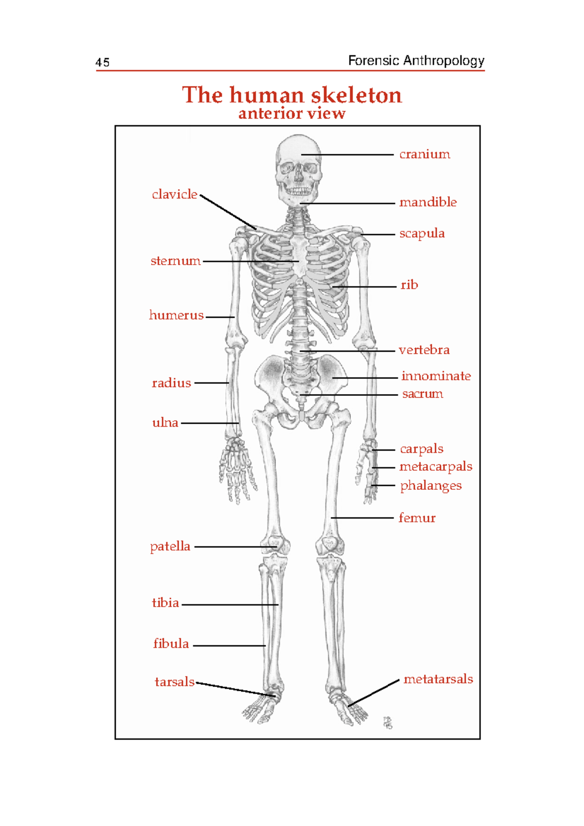Skeleton - DIAGRAM - cranium mandible scapula rib clavicle sternum ...