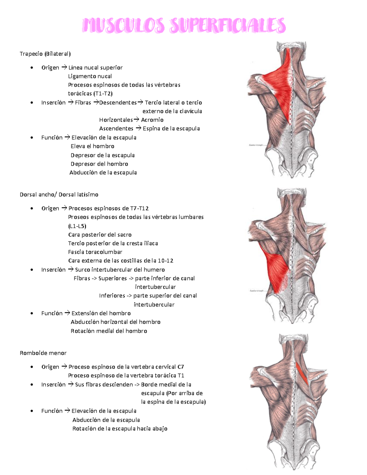 Musculos Superficiales - Trapecio (Bilateral) Origen → Línea nucal ...