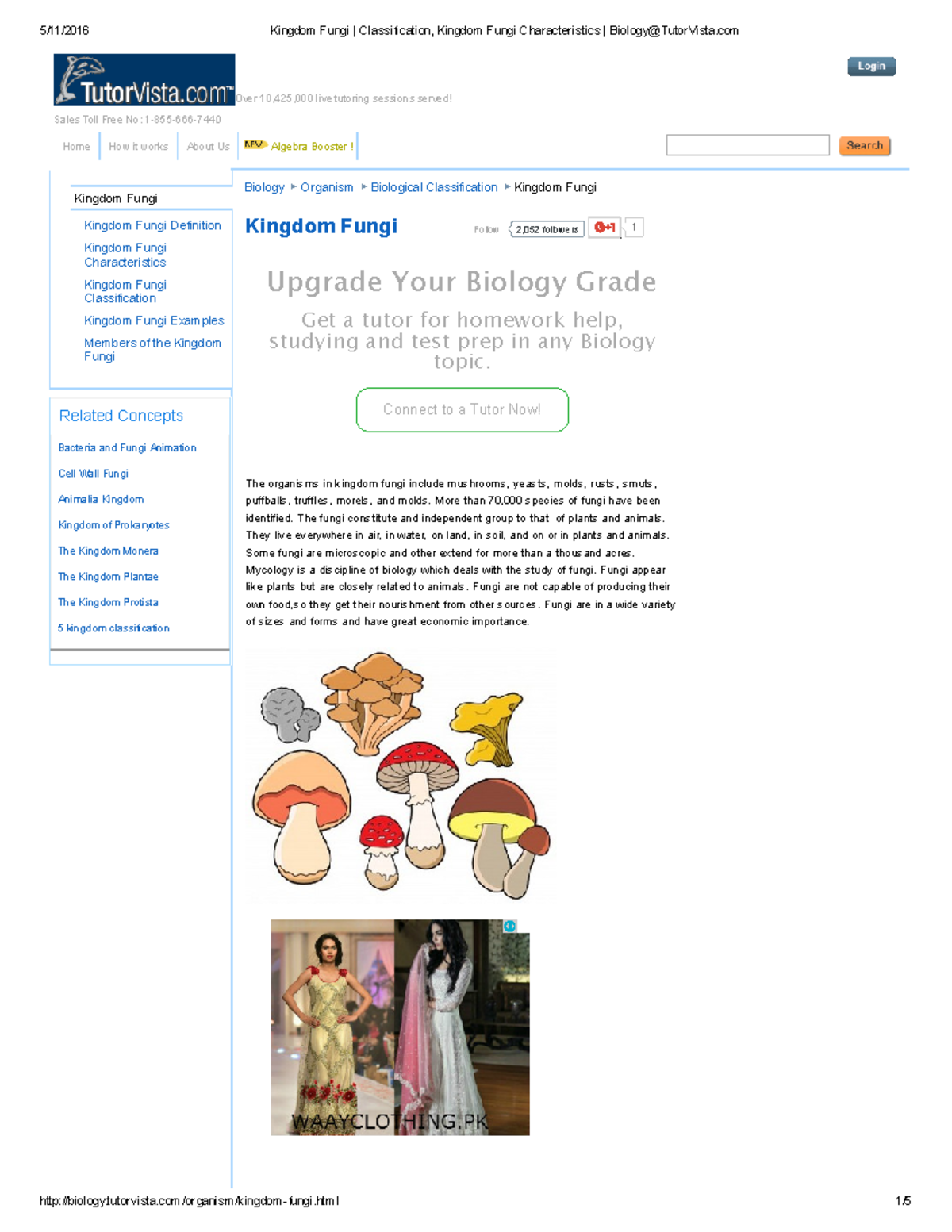 Kingdom Fungi Classification, Kingdom Fungi Characteristics Biology ...