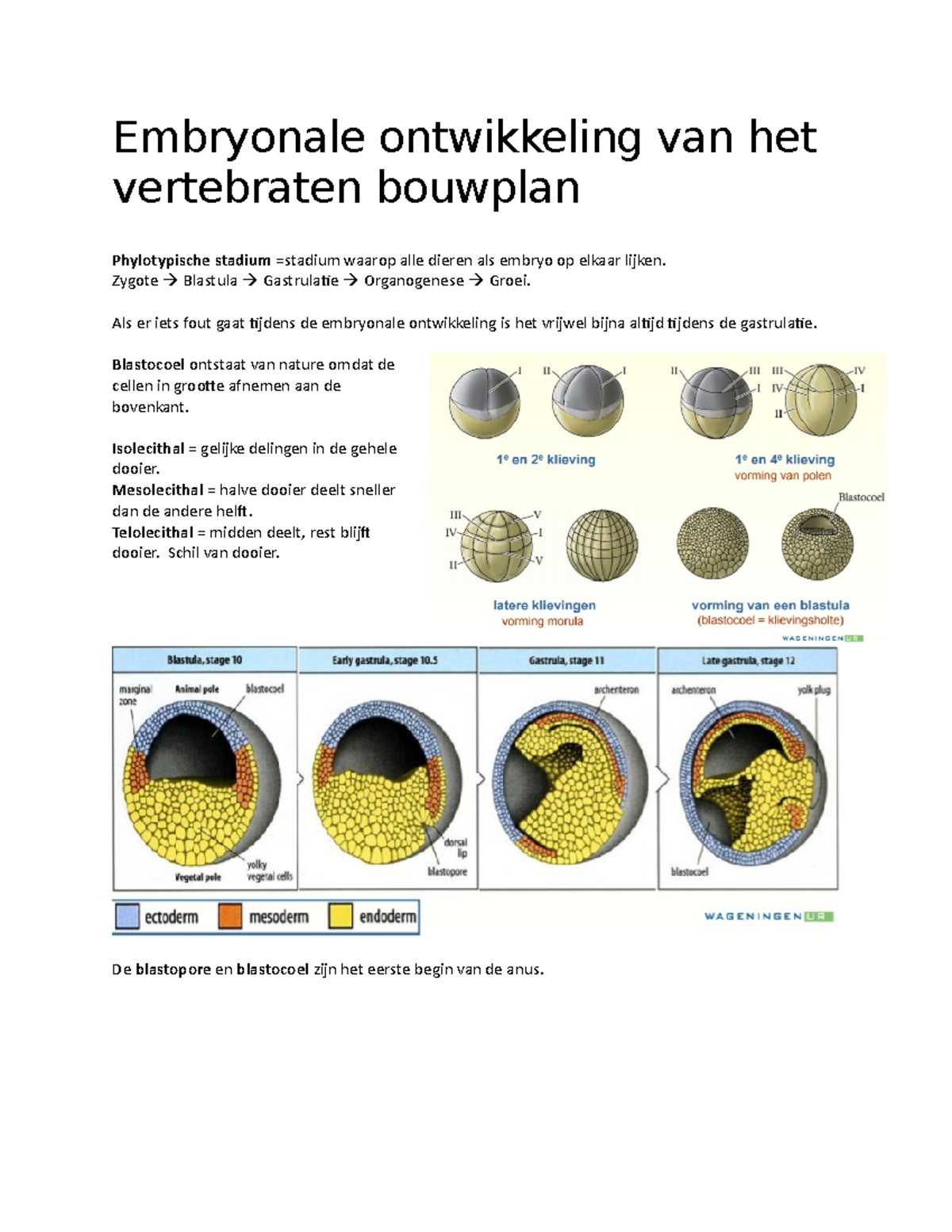 College 2 Embryonale ontwikkeling van het vertebraten bouwplan ...