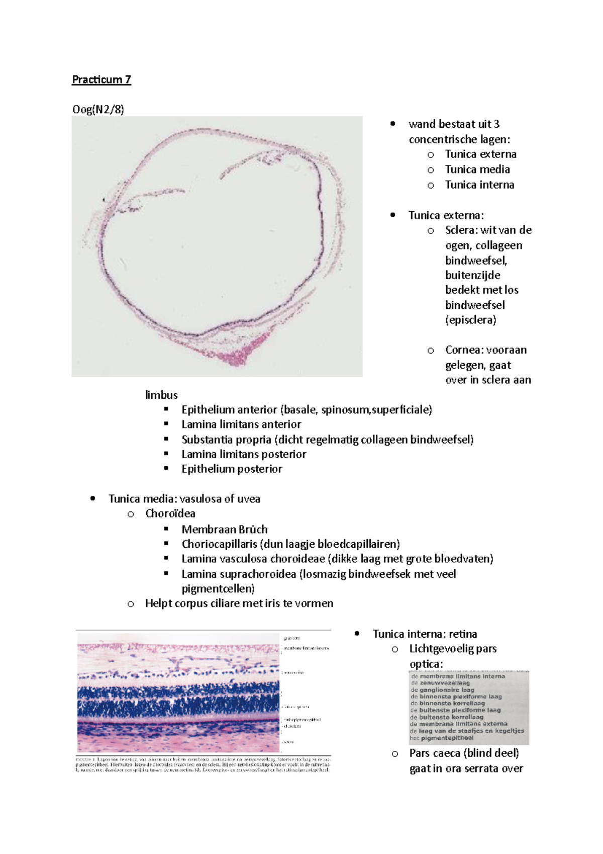 Practicum 7 - Practicum 7 Oog(N2/8) wand bestaat uit 3 concentrische lagen: o Tunica externa o ...