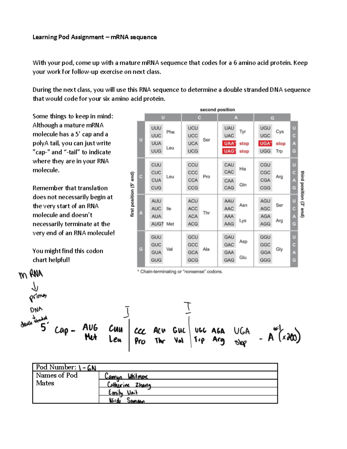 09-Learning Pod -m RNA sequence - Learning Pod Assignment – mRNA sequence With your pod, come up ...
