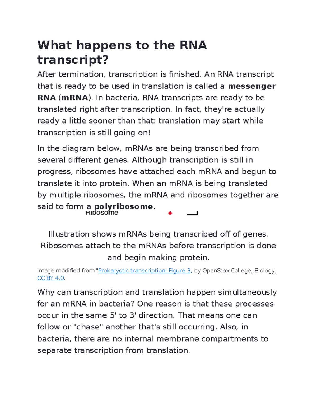 RNA transcript - Lecture notes 3-4 - 17976 - BCU - Studocu