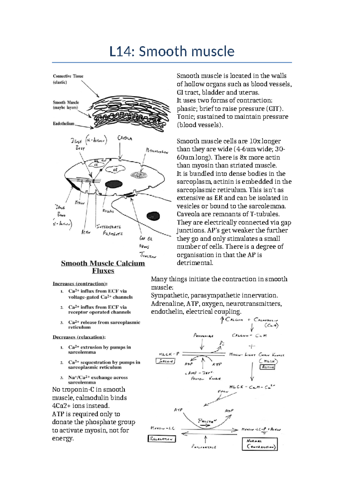 L14 Smooth muscle - Notes - L14: Smooth muscle Smooth muscle is located ...