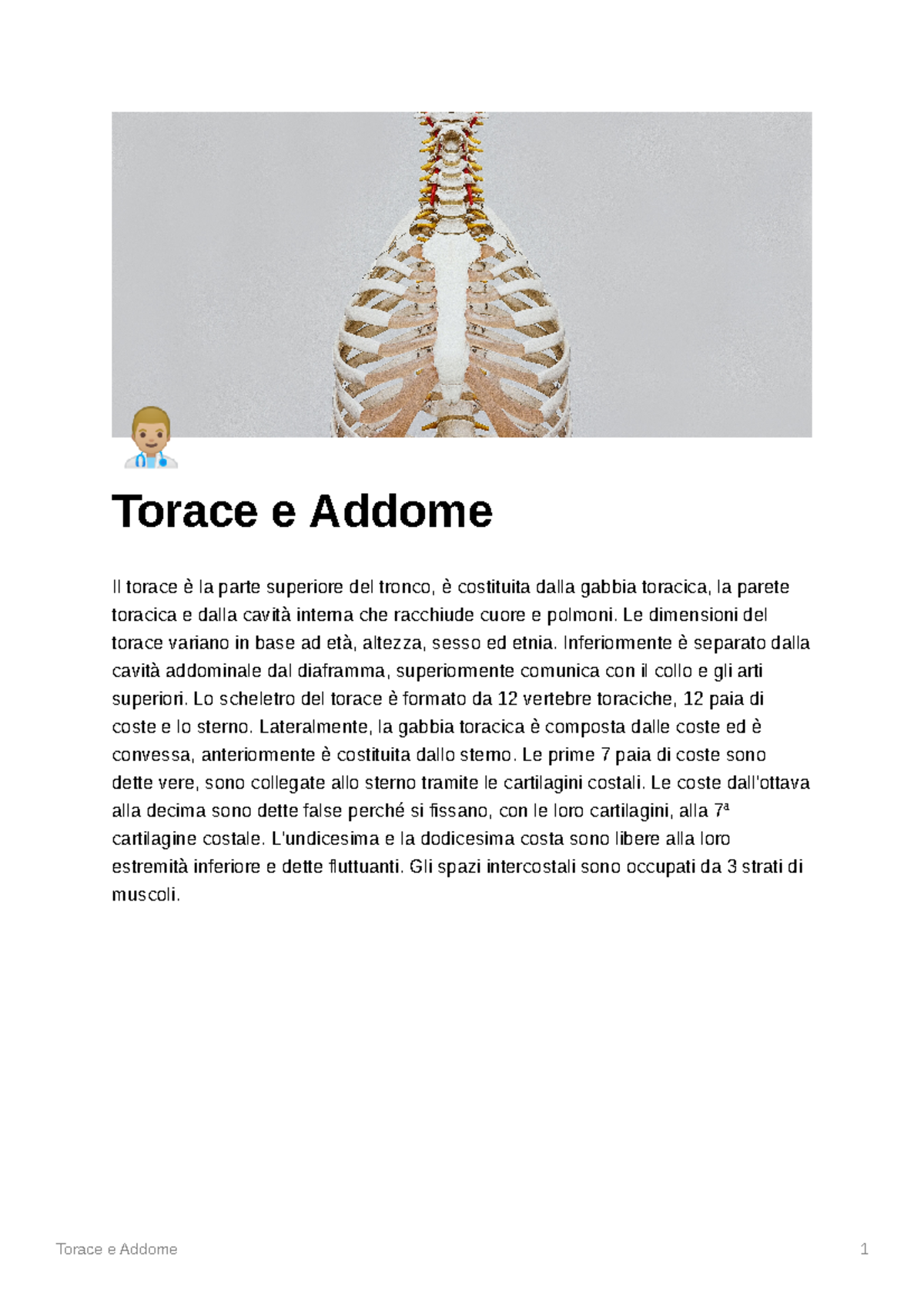 Torace e Addome - Appunti presi dal Gray, con immagini. - Anatomia del ...