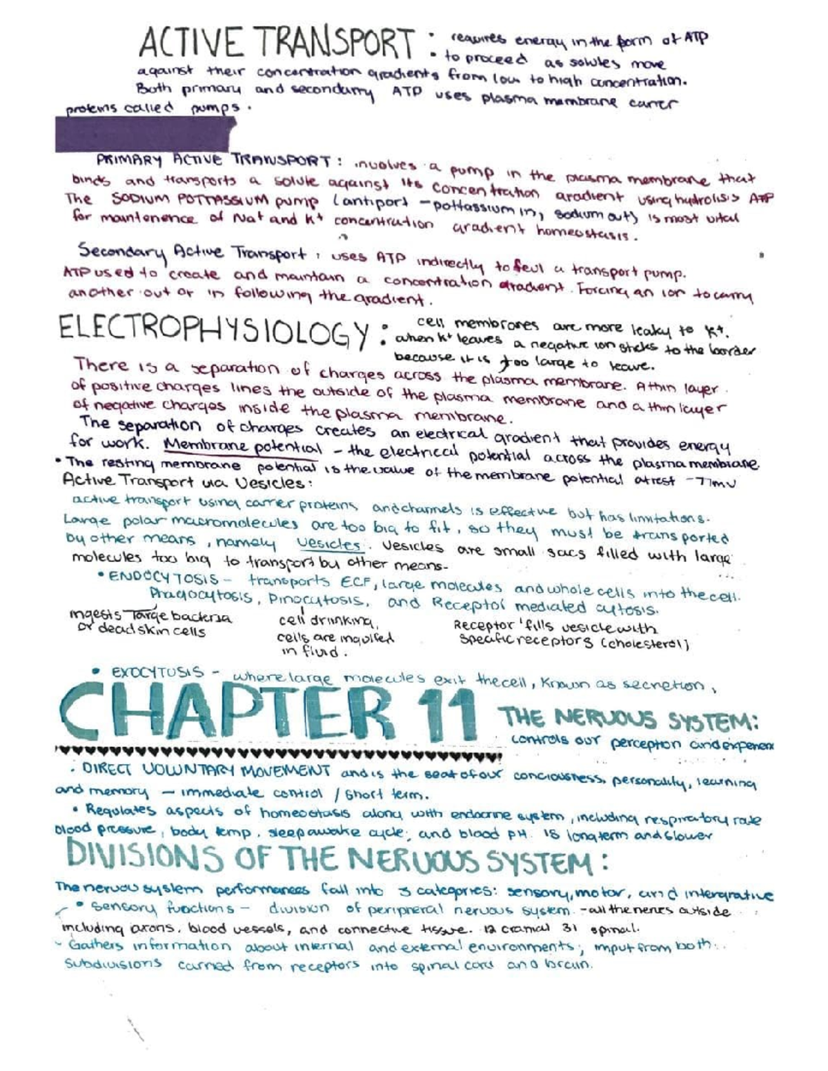 Active transport and the nervous system - BIOL 104 - CCP - Studocu
