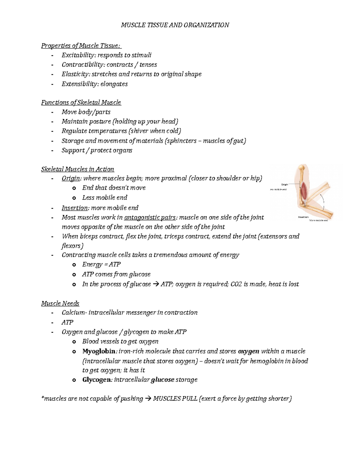 Muscle tissue and organization 1 - Properties of Muscle Tissue ...