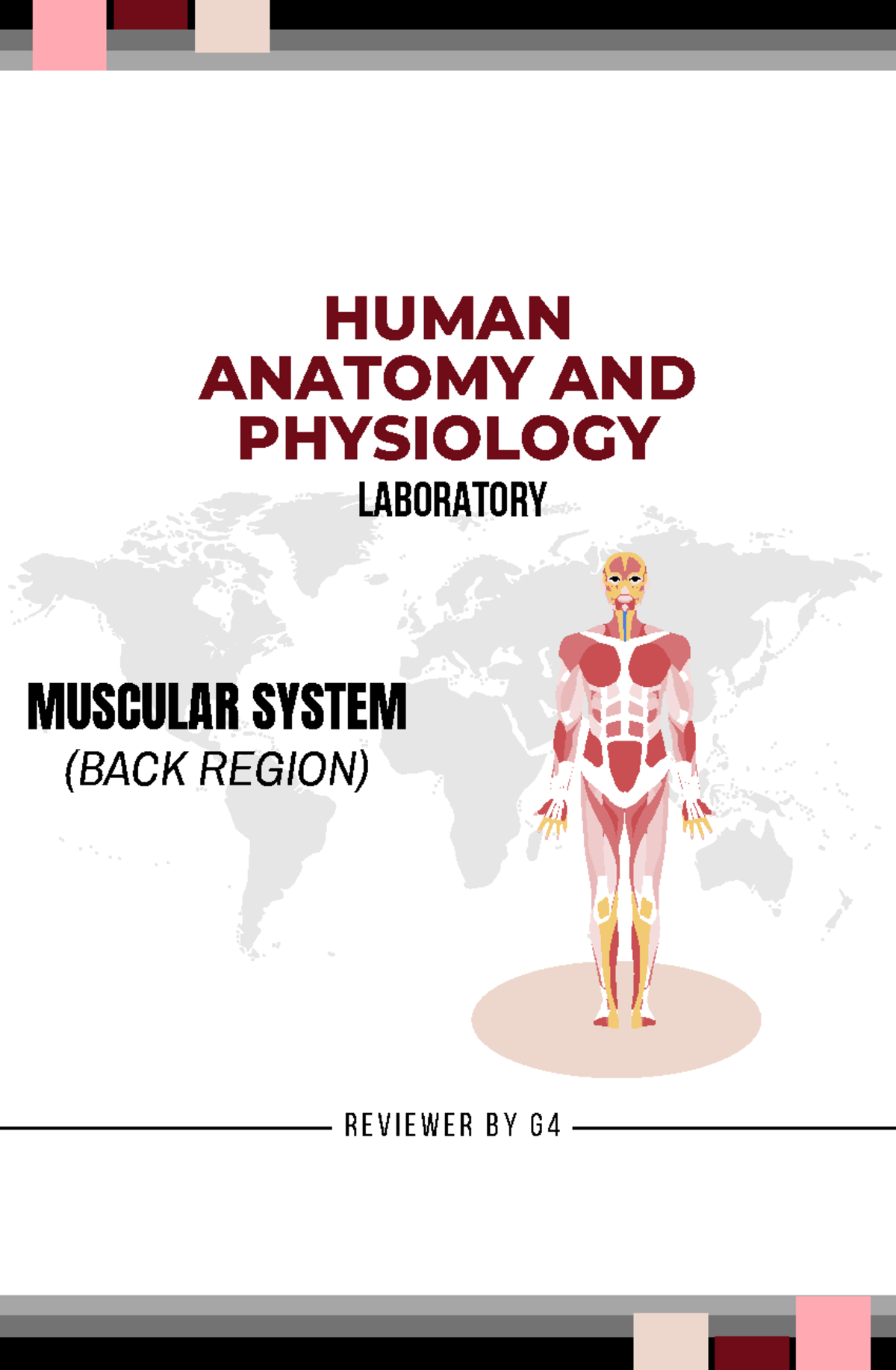 Anaphy Muscularsystem Backregion( Reviewer) - R E V I E W E R B Y G 4 ...