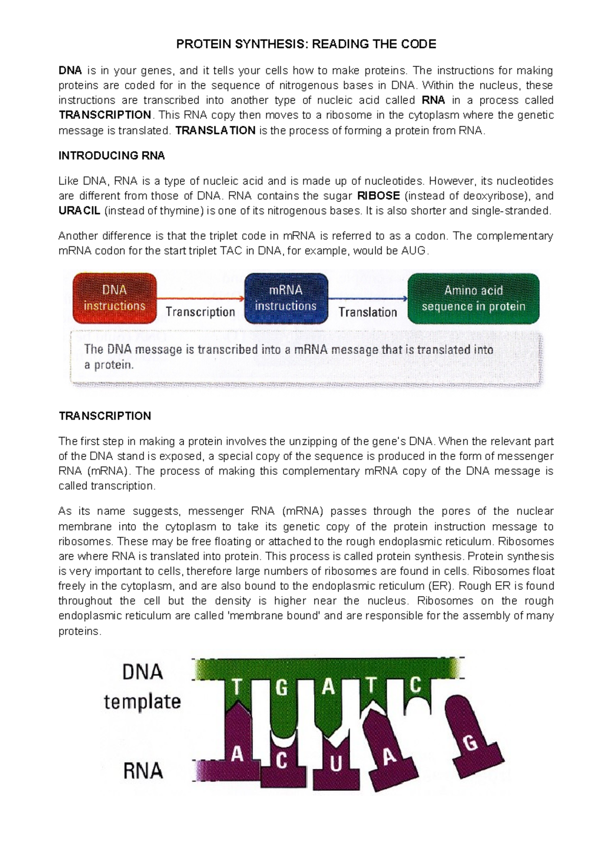 6b. Protein Synthesis - notes and questions - DNA is in your genes, and ...