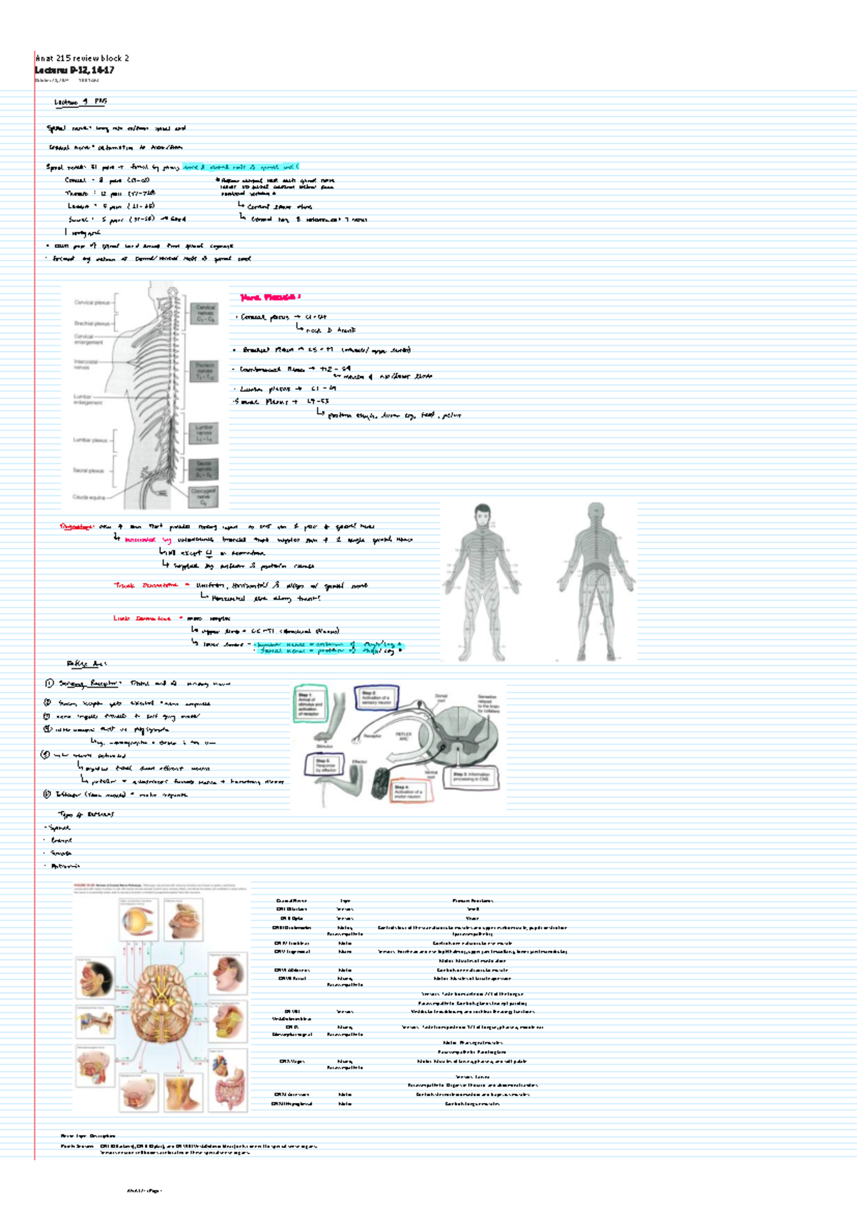 Anat 215 review block 2 - Cranial Nerve Type Primary Functions CN I ...
