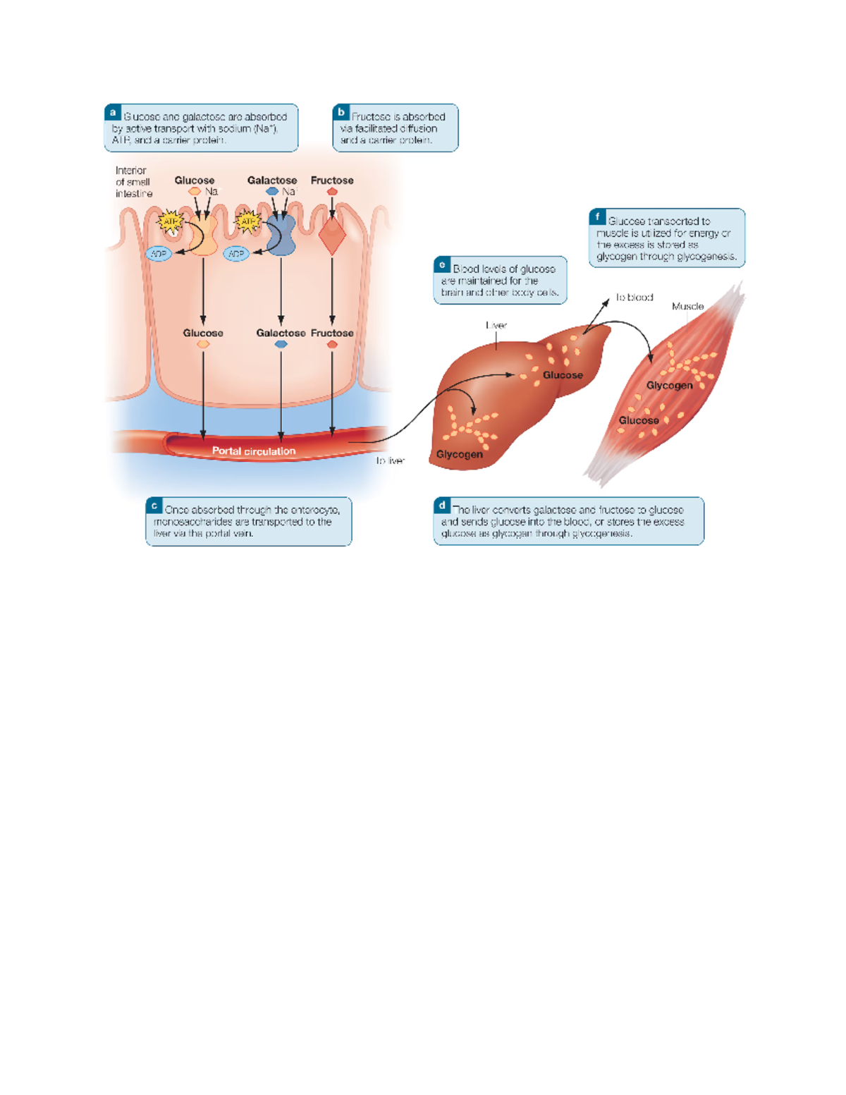 Disgestion of sugars - Google Docs - a b Glucose and galactose are ...