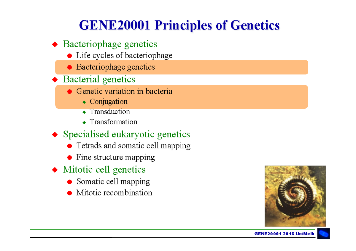 GENE2000 1-L6-1 - GENE20001 Principles of Genetics Bacteriophage ...