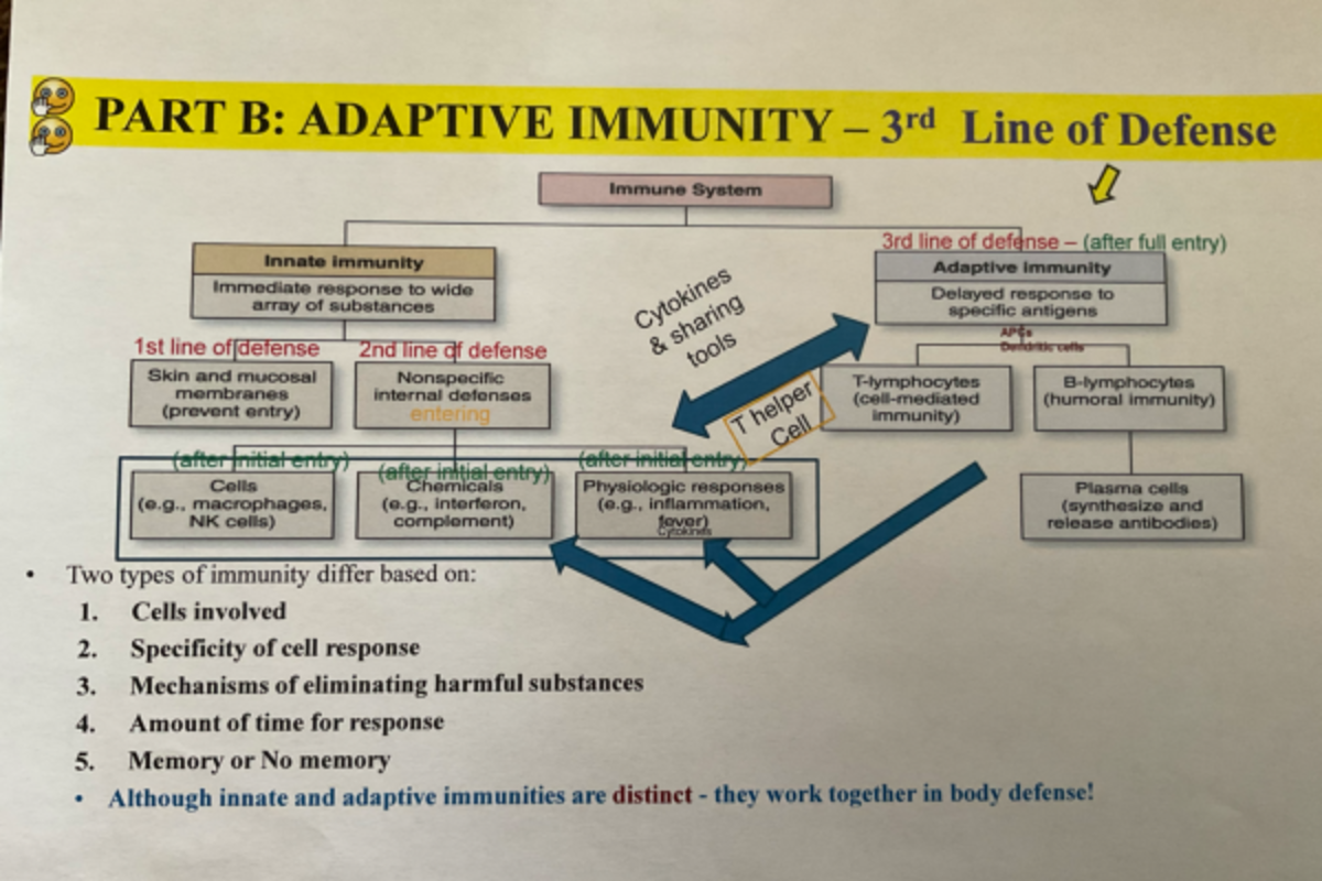 Adaptive immunity - BIOL 105L - Studocu