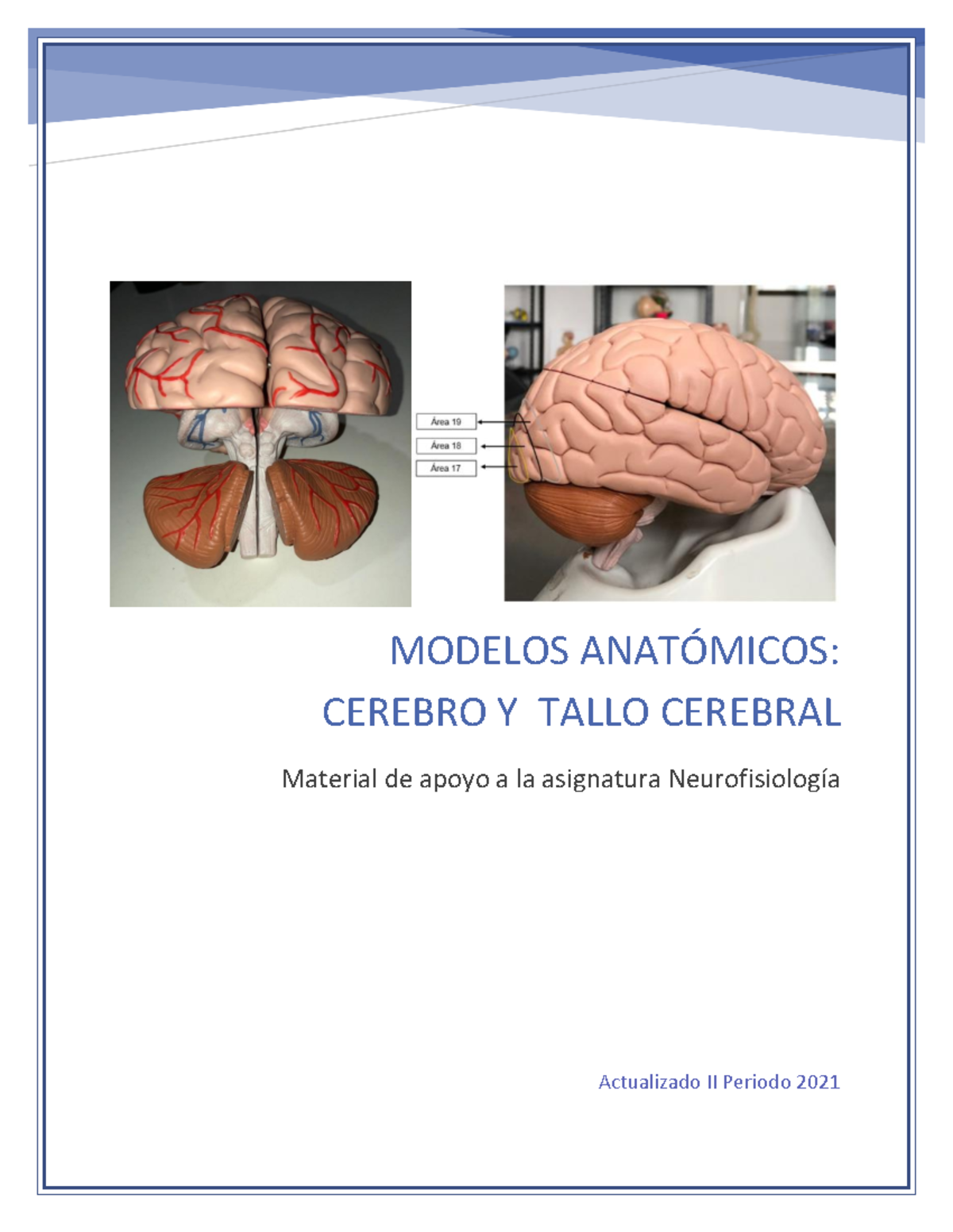 Cartilla modelos Anatomicos - MODELOS ANATÓMICOS: CEREBRO Y TALLO ...