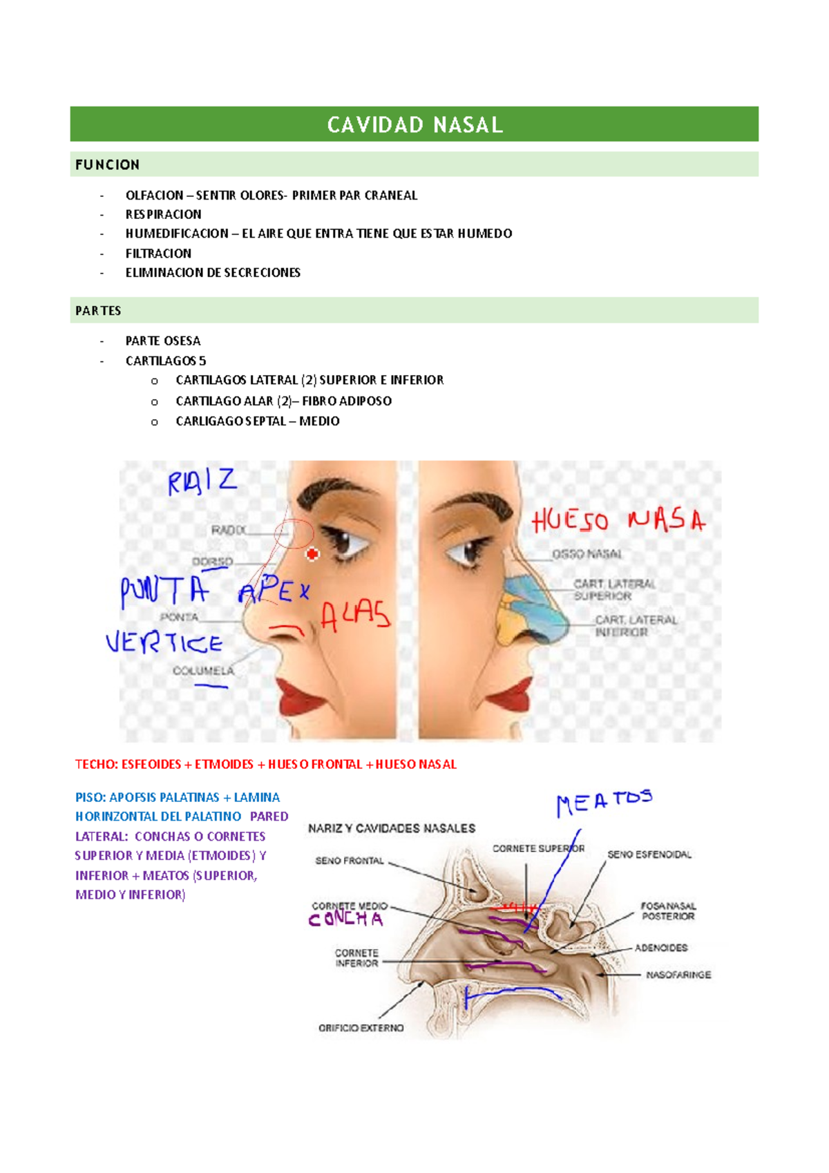 Cavidad Nasal Y Cavidad ORAL - CAVIDAD NASAL FUNCION - OLFACION ...