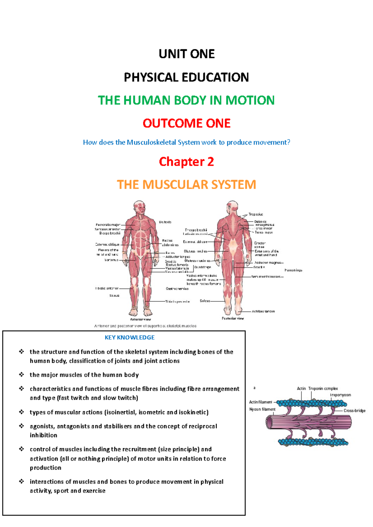 Chapter 2 The Muscular System - UNIT ONE PHYSICAL EDUCATION THE HUMAN ...