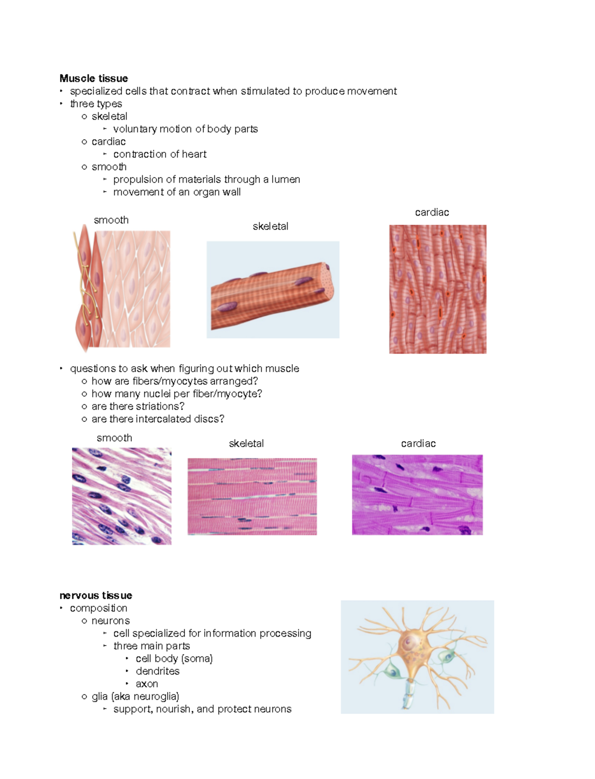 Ch 5 lecture PT 2 - Anatomy and physiology - Muscle tissue specialized ...