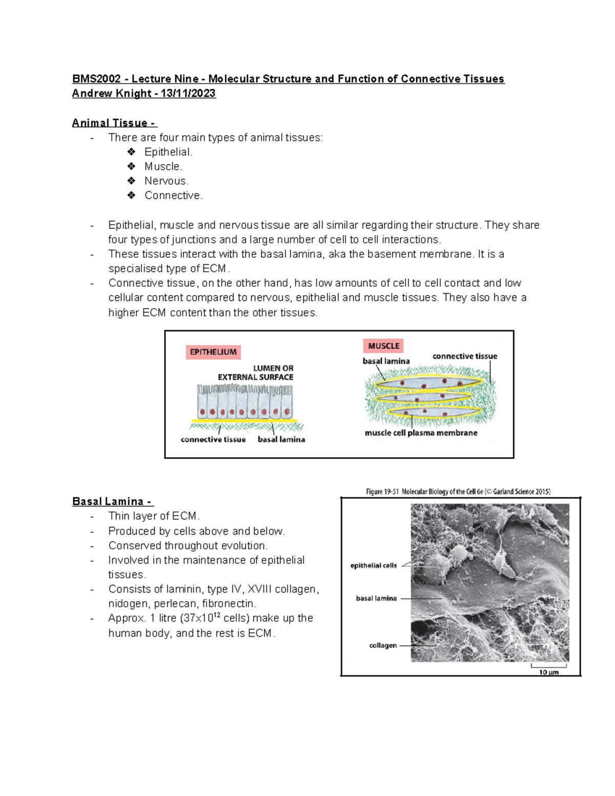 BMS2002 - Lecture Nine - Molecular Structure and Function of Connective ...