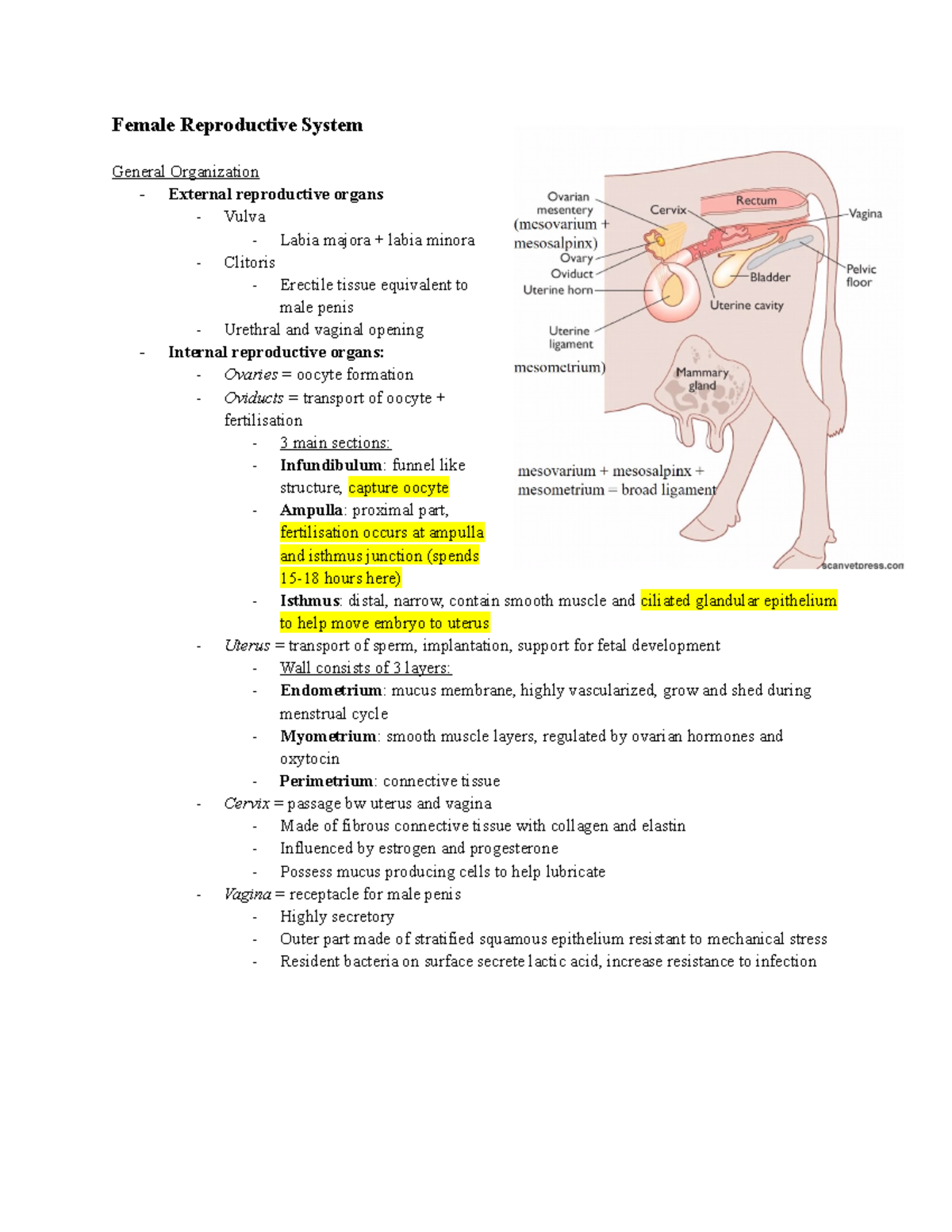 Female Reproductive System - Female Reproductive System General ...