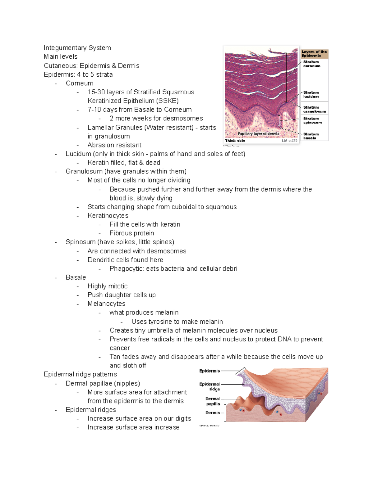 Chapter 5 Notes - Integumentary System Main levels Cutaneous: Epidermis ...