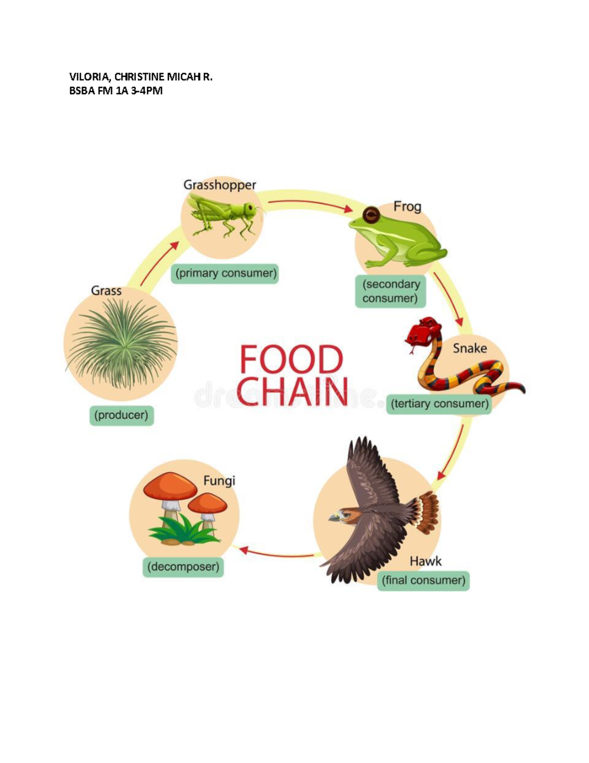 FOOD Chain - ASSIGNMENT - Physical Science - VILORIA, CHRISTINE MICAH R ...