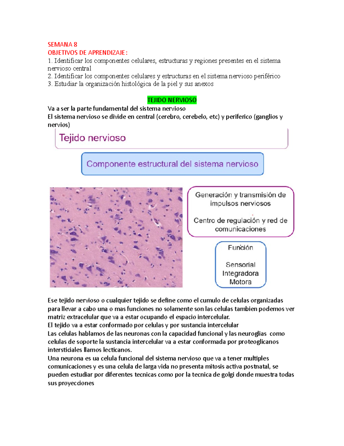 Tejido nervioso - El tejido va a estar conformado por celulas y por ...