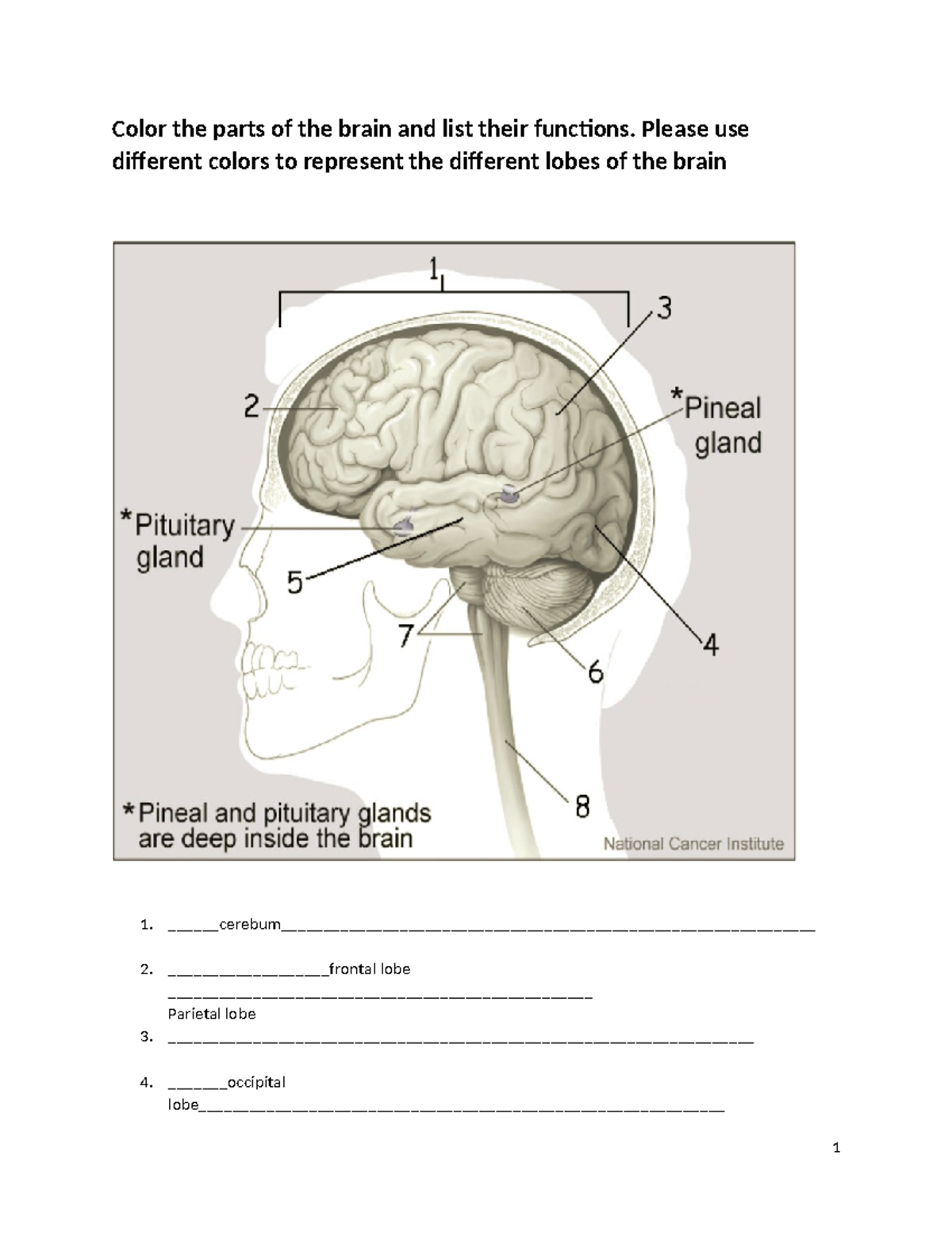 Brain-1 - brain - Color the parts of the brain and list their functions ...
