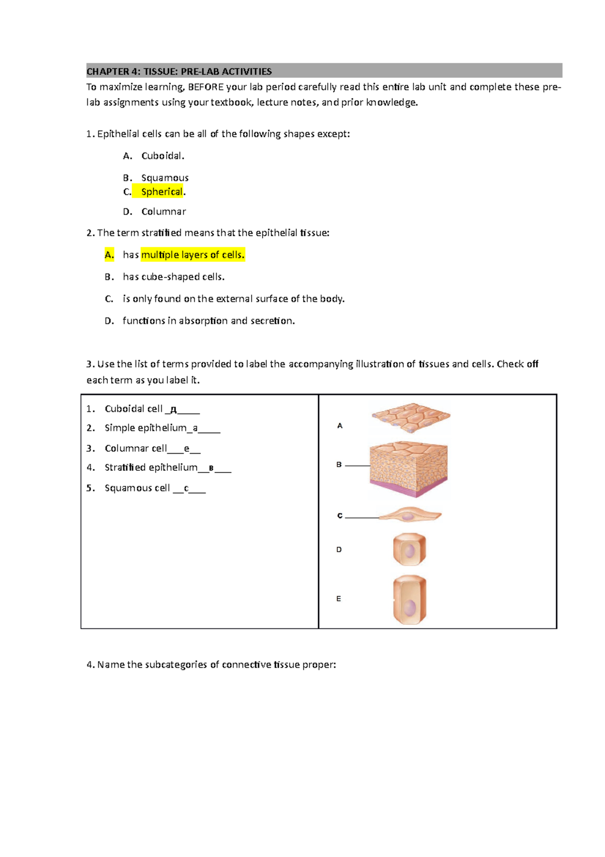 Chap 4 Pre-Lab excercises all tissue - CHAPTER 4: TISSUE: PRE-LAB ...