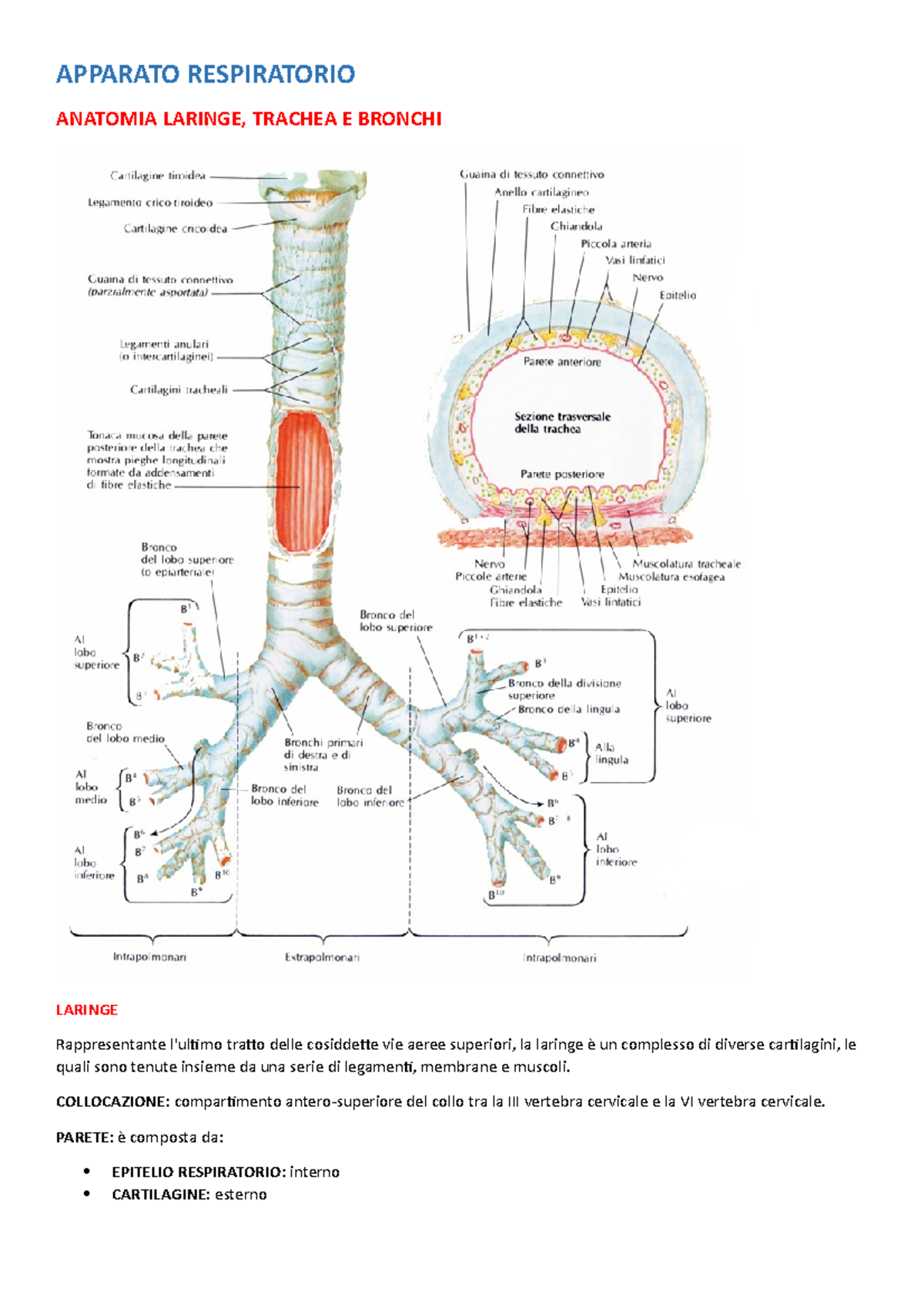 Apparato Respiratorio - APPARATO RESPIRATORIO ANATOMIA LARINGE, TRACHEA ...
