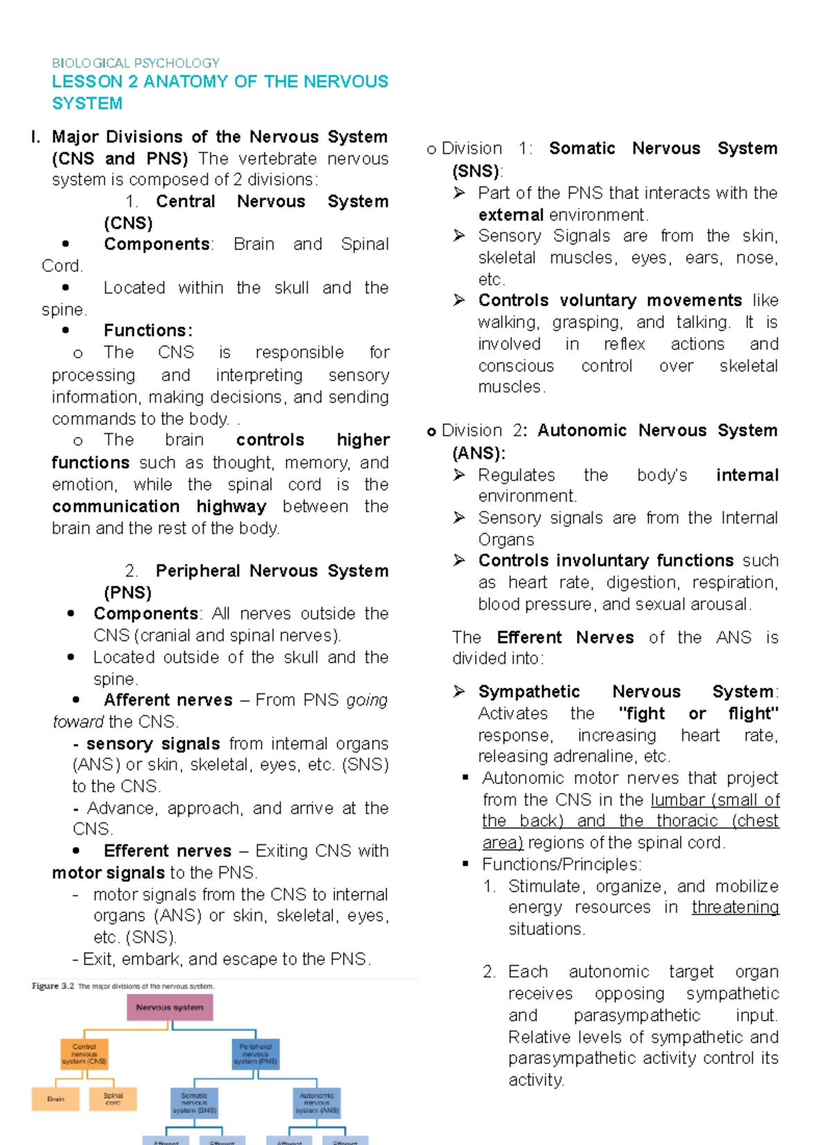 Physio Psych Notes From Anatomy of the Nervous System to Synapse ...