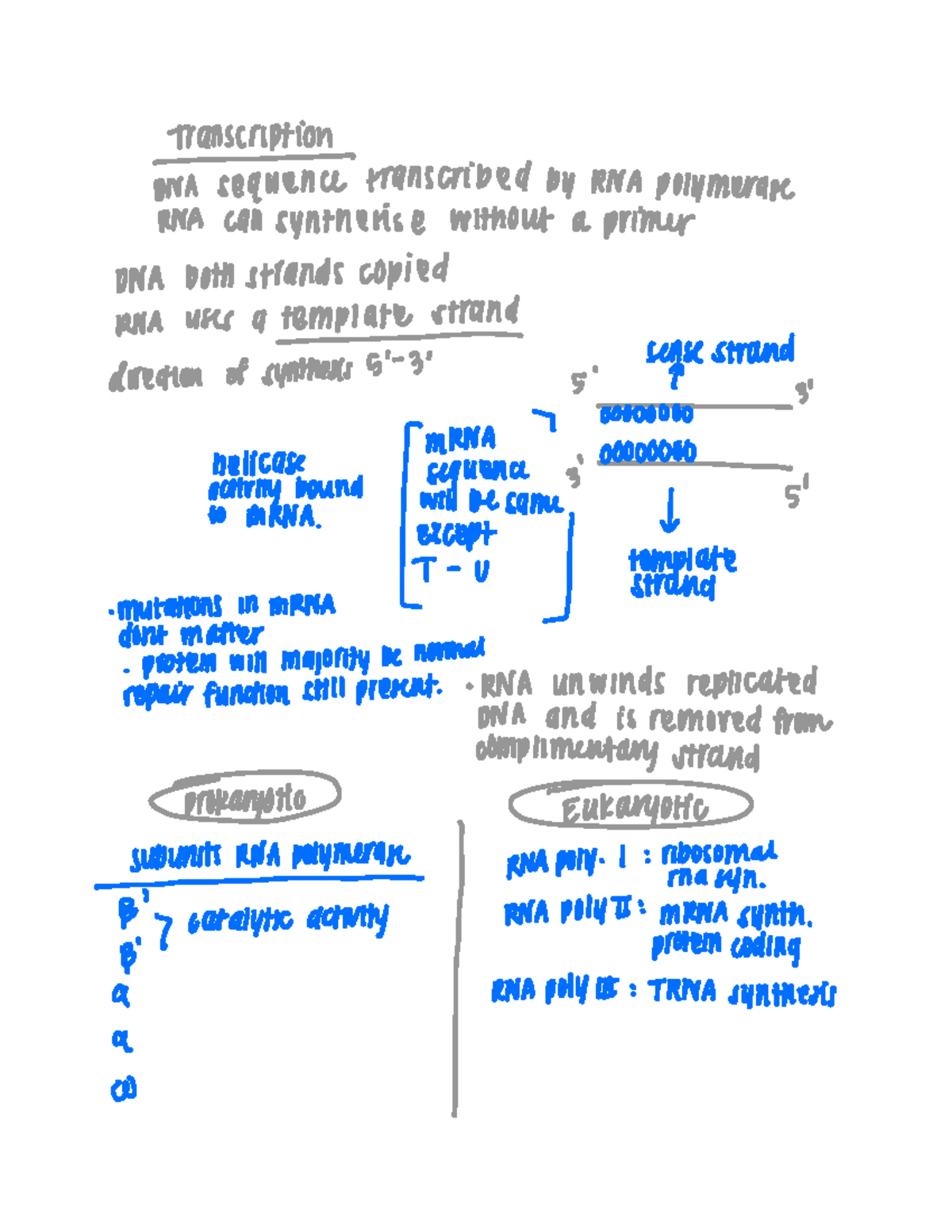 Transcription - Lecture notes 2 - BIOS-5153 - Studocu