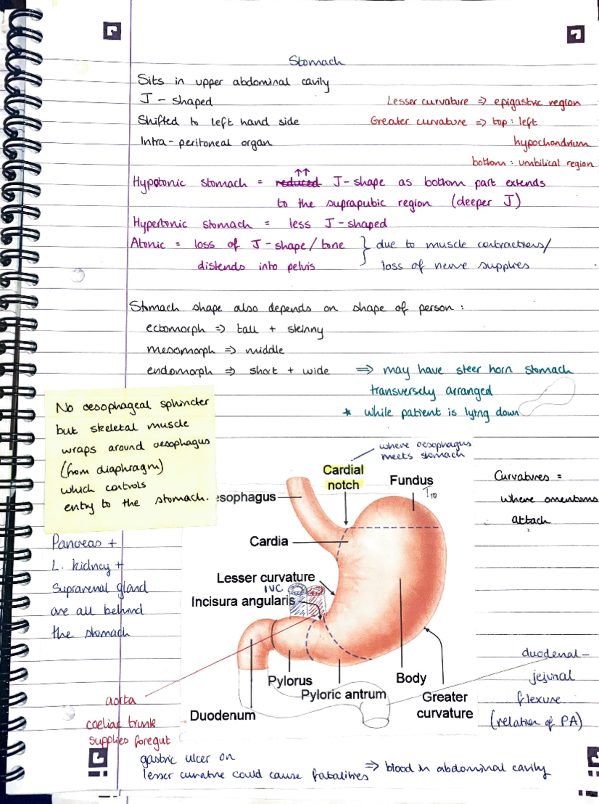 Abdominal Anatomy 2 - MBBS1 - Studocu