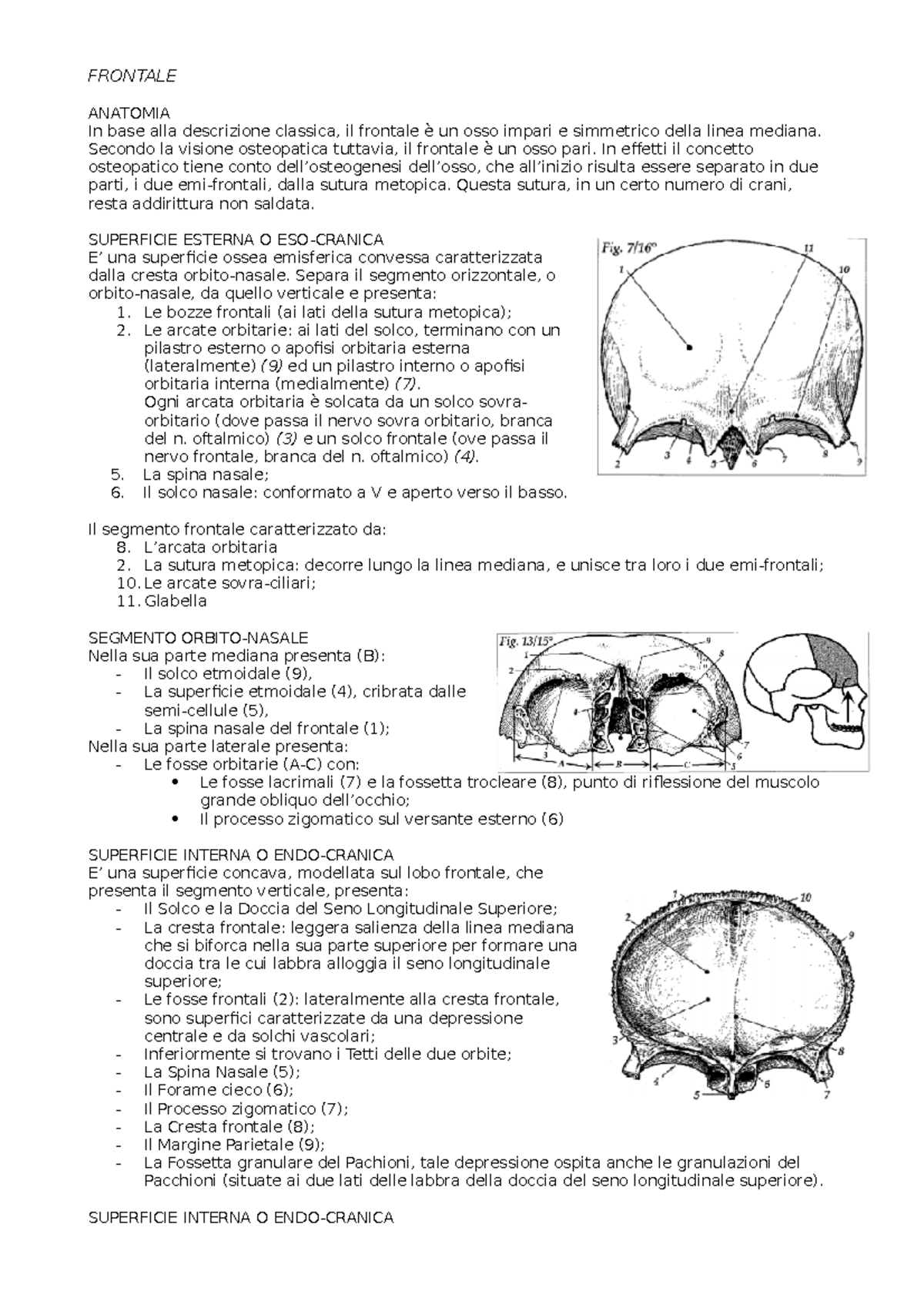 Osteopatia craniosacrale: Frontale - FRONTALE ANATOMIA In base alla ...
