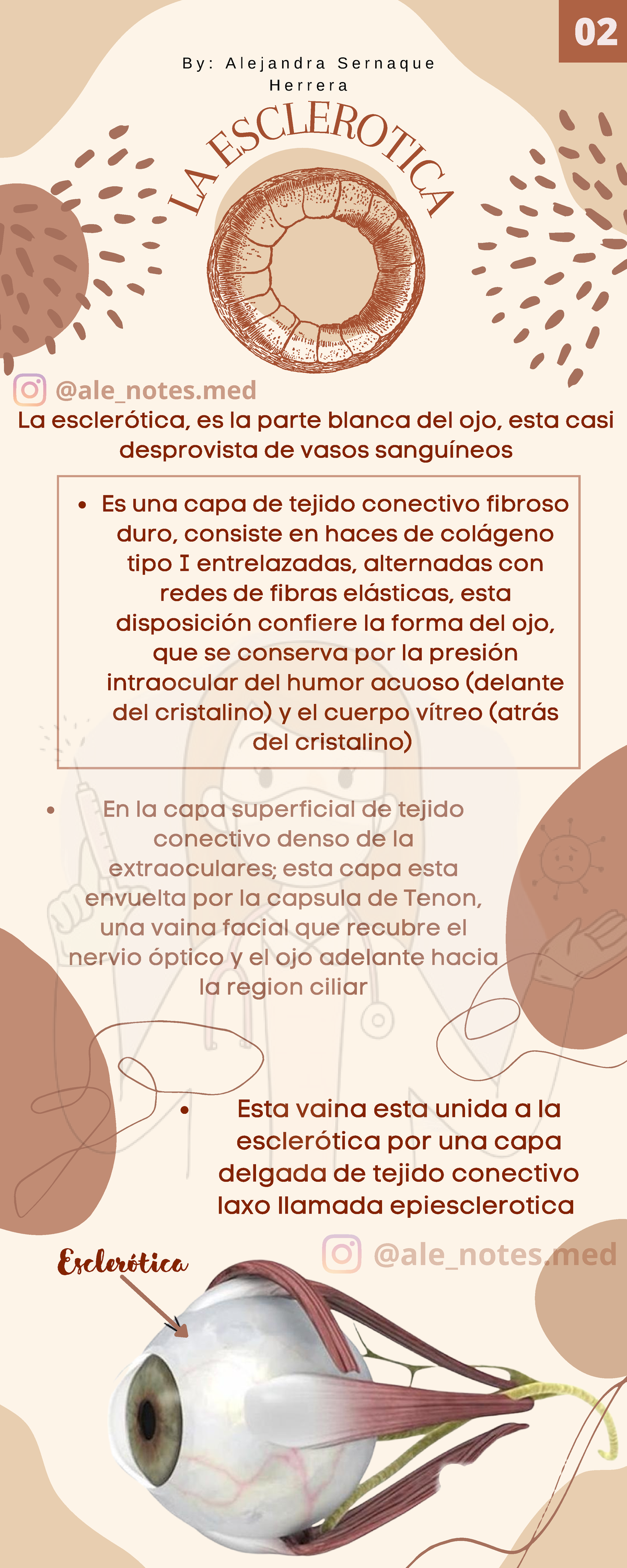 LA Esclerotica - copia - SDCSDC - Esclerótica En la capa superficial de ...