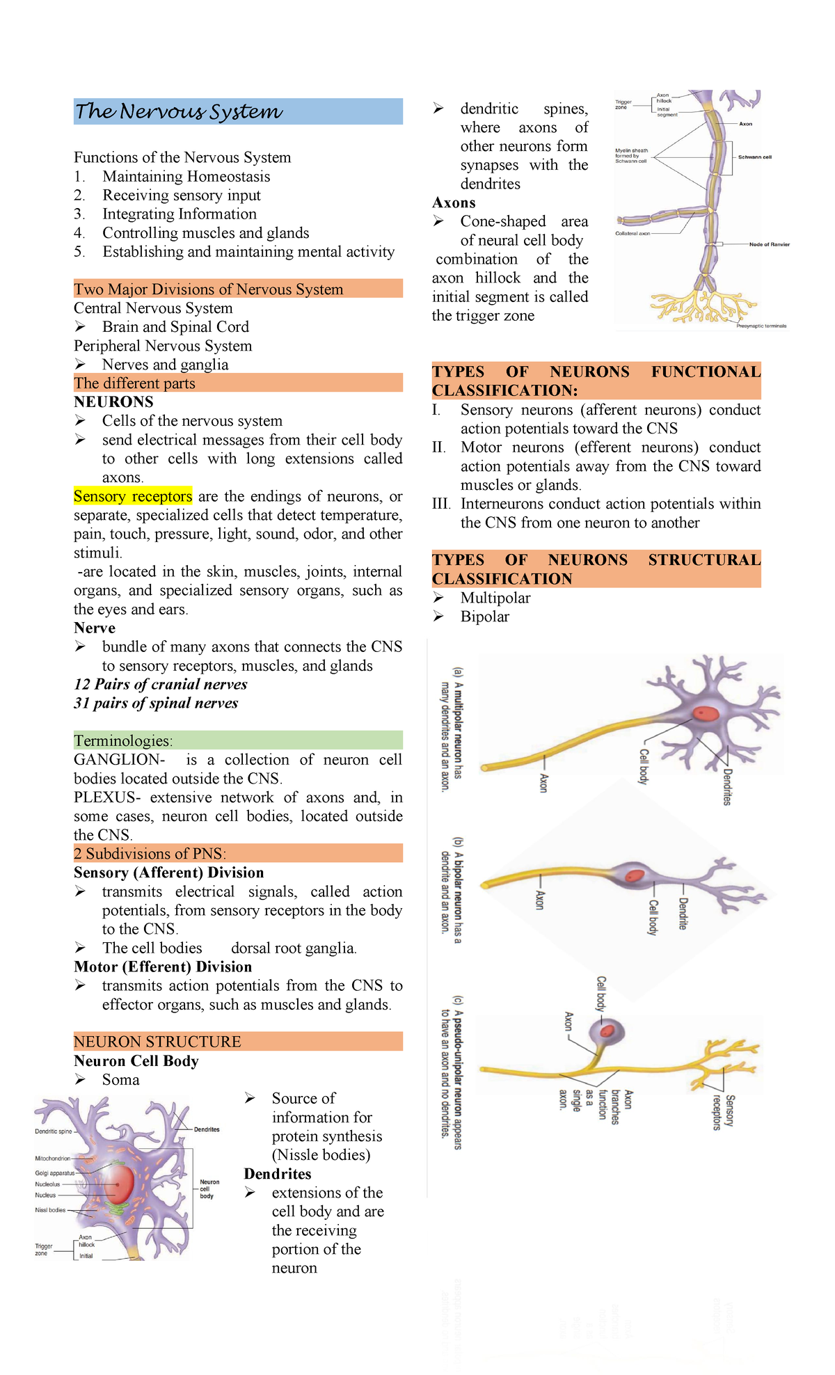 Spinal, Cranial & Nervous Lesson - The Nervous System Functions of the ...