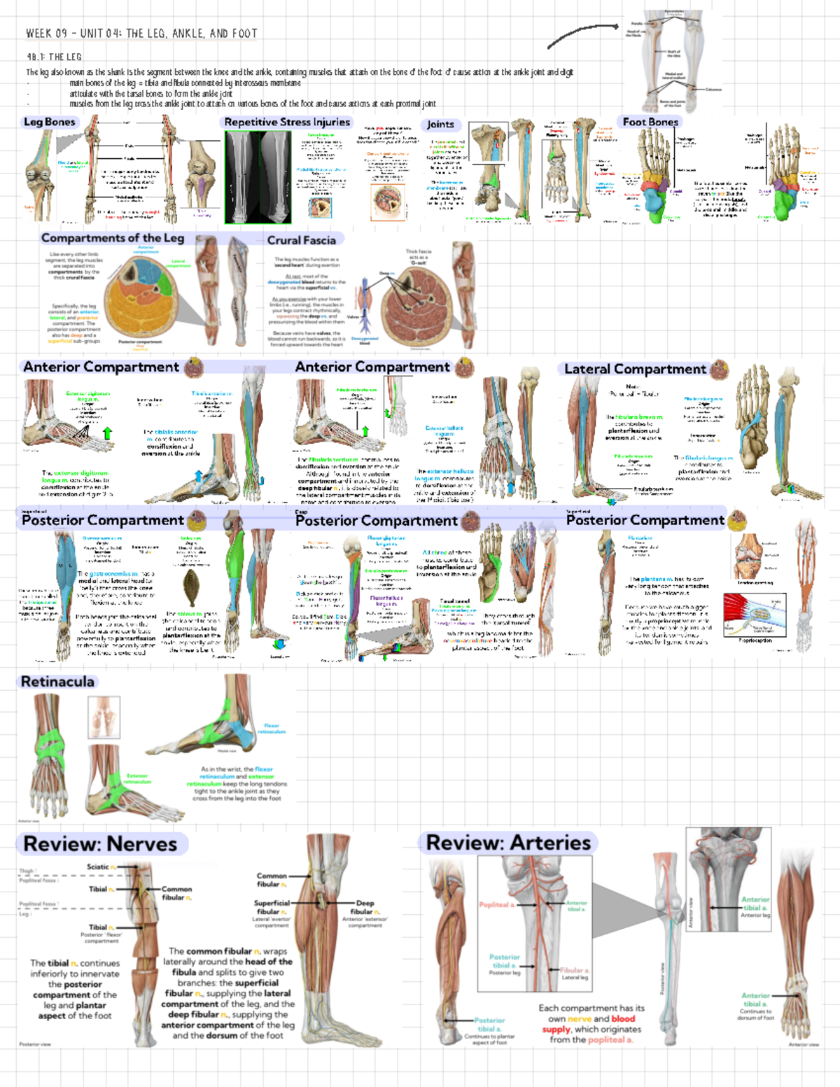 Week 09 - notes for week 9 - Week 09 - unit 04: THE leg, ankle, and ...
