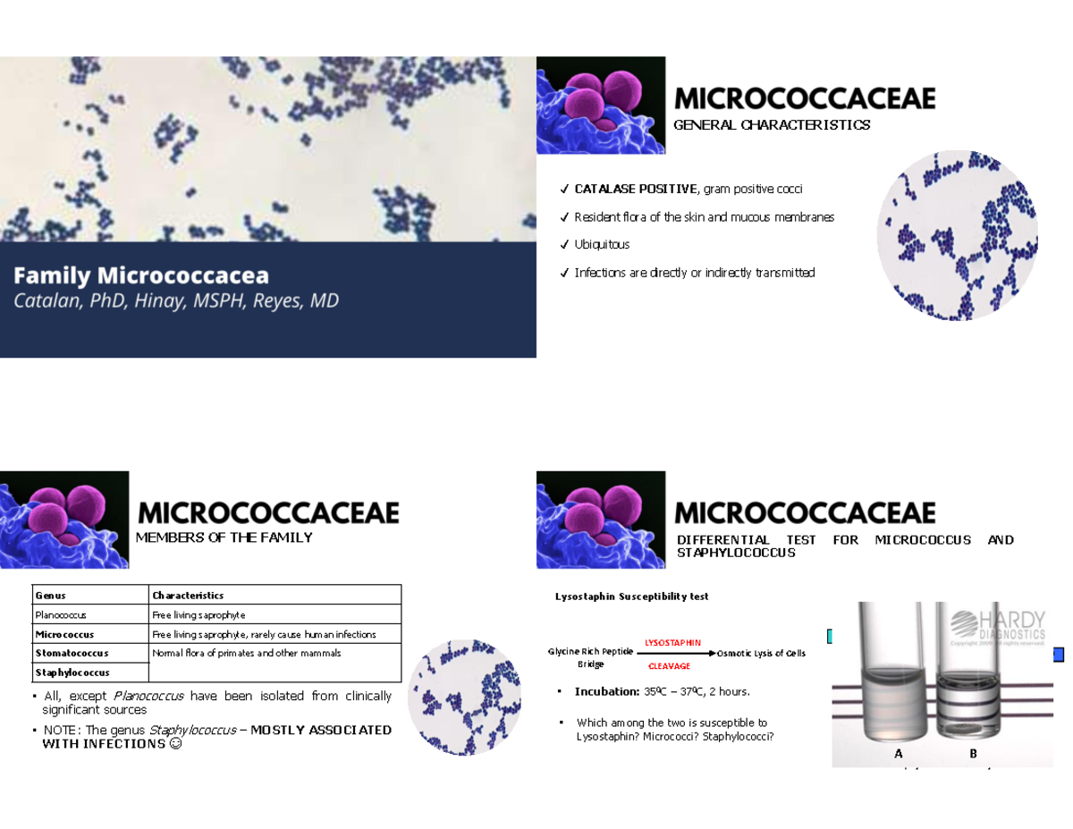 Strep-micrococ - algo - GENERAL CHARACTERISTICS CATALASE POSITIVE, gram ...