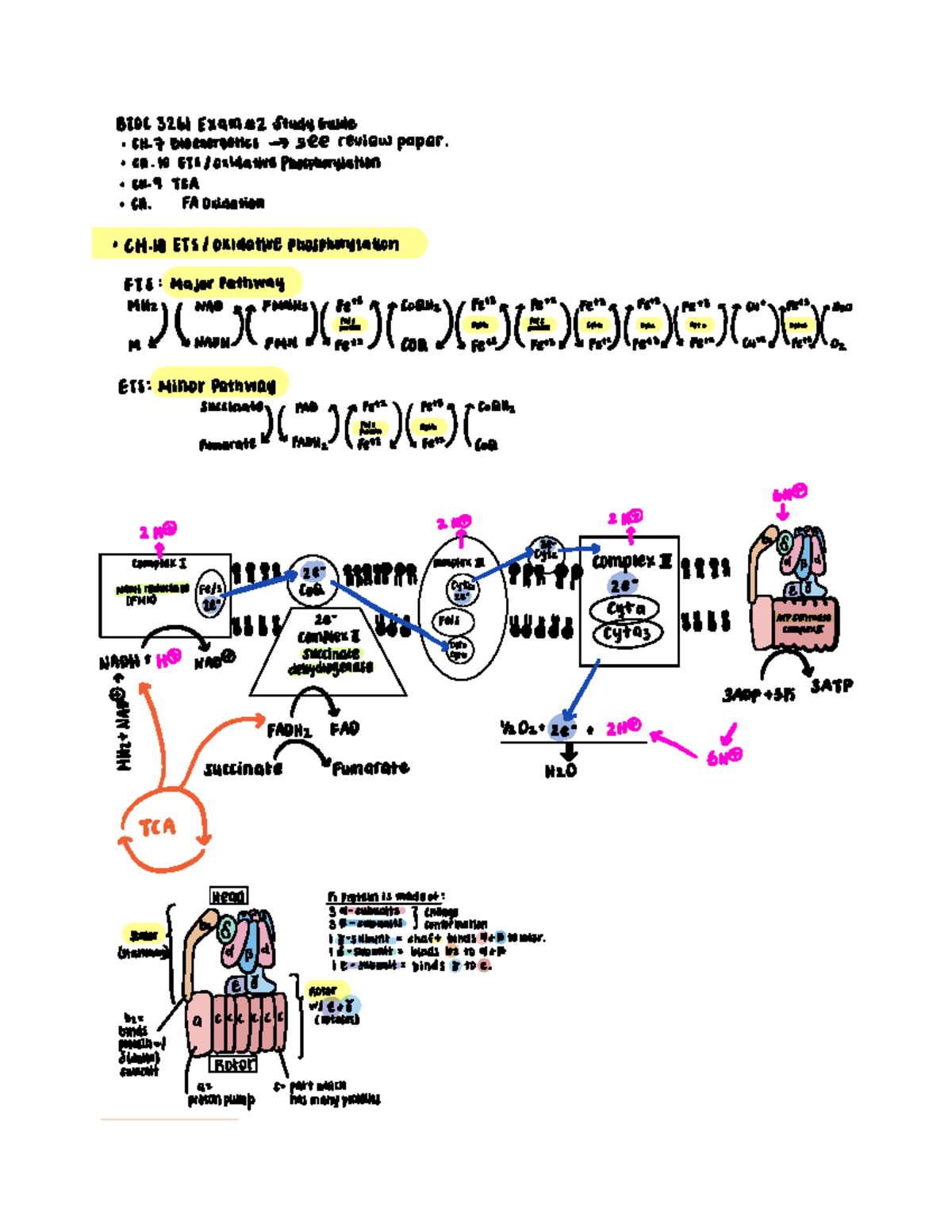 BIOC 3261 EXAM 3 Study Guide - 131013261 EXAM 2 Study Guide CH 7 ...