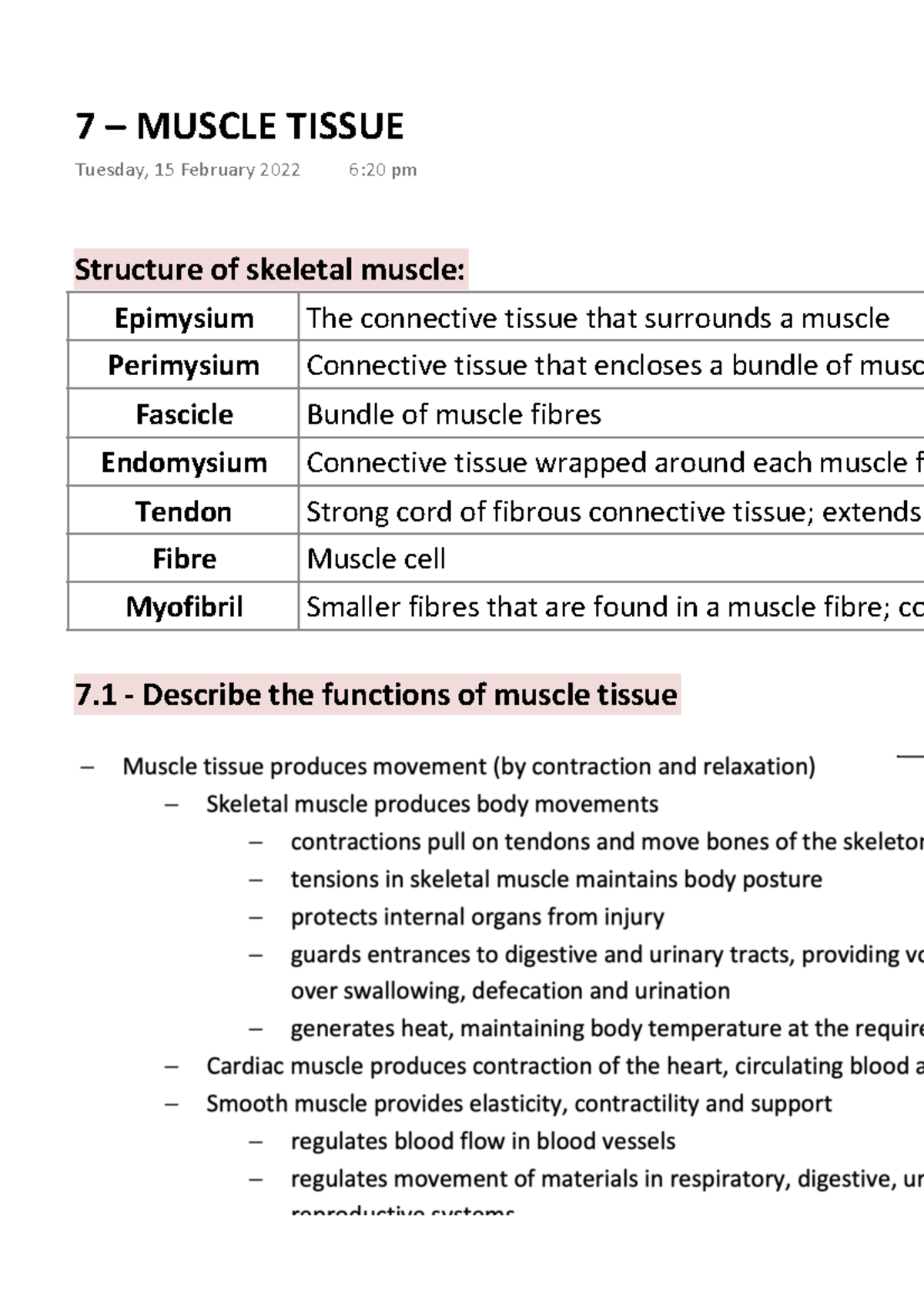 7 – Muscle Tissue - Structure of skeletal muscle: Epimysium The ...