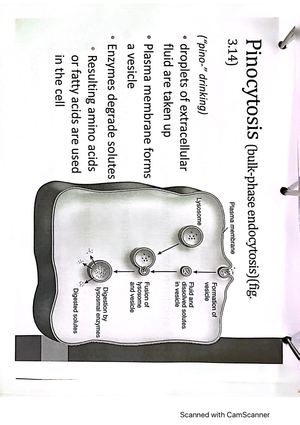 Membrane Permeability - impermeable b. freely permeable C. selectively ...