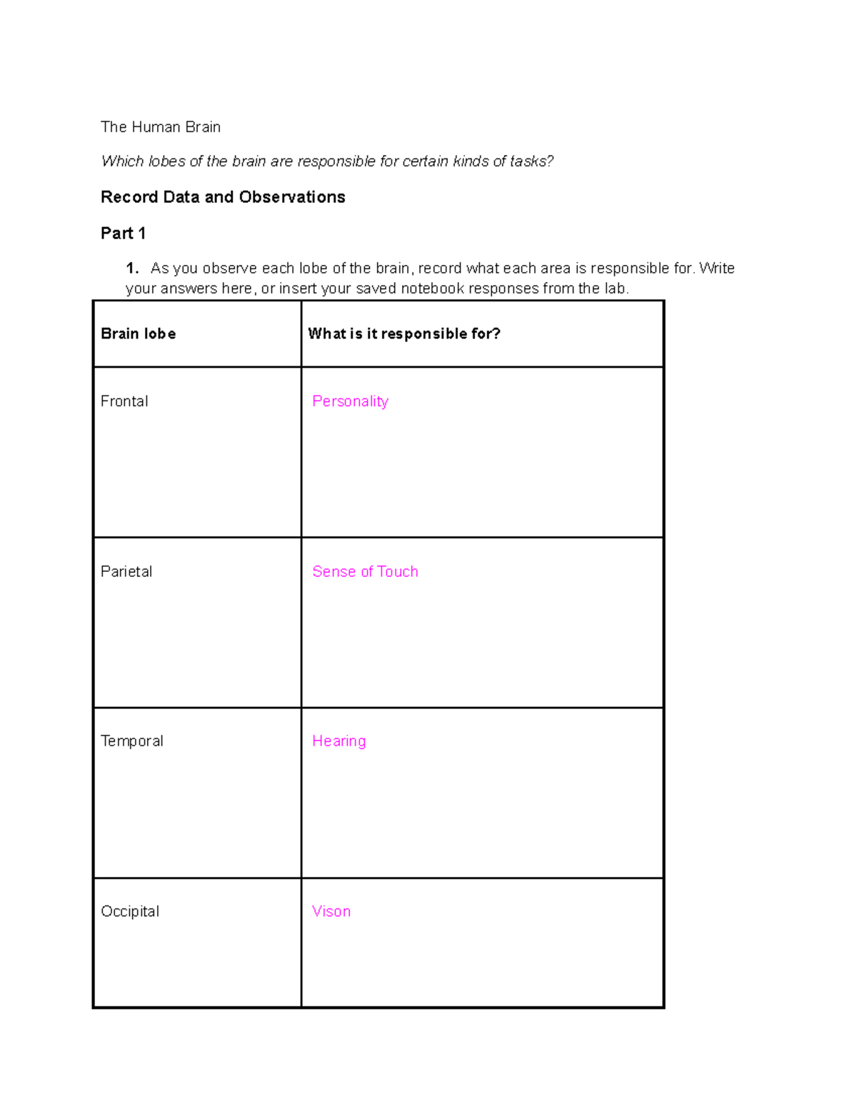Copy of Copy of The Human Brain Worksheet - The Human Brain Which lobes ...