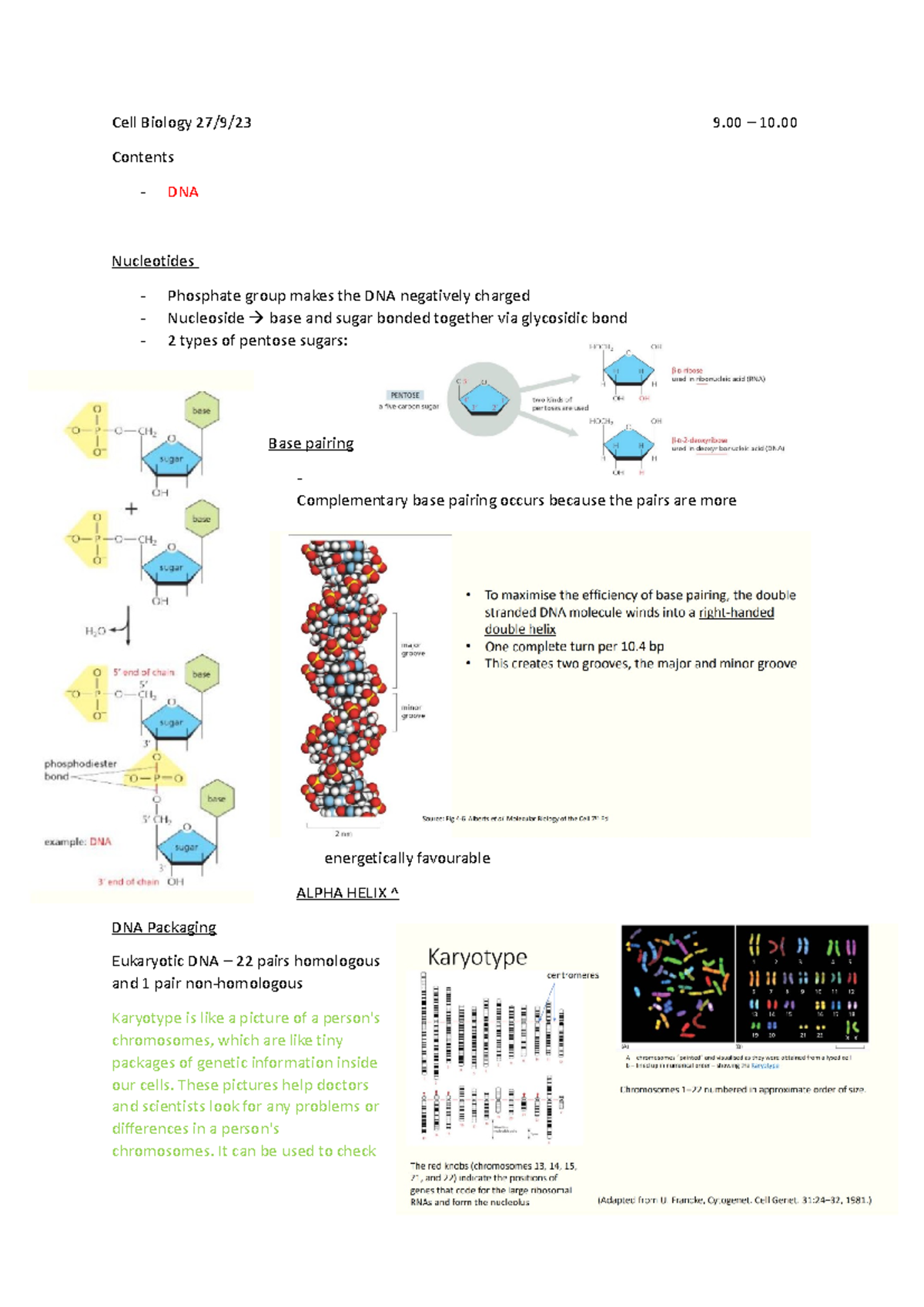 Cell Biology 27923 - DNA - Cell Biology 27/9/23 9 – 10. Contents - DNA ...