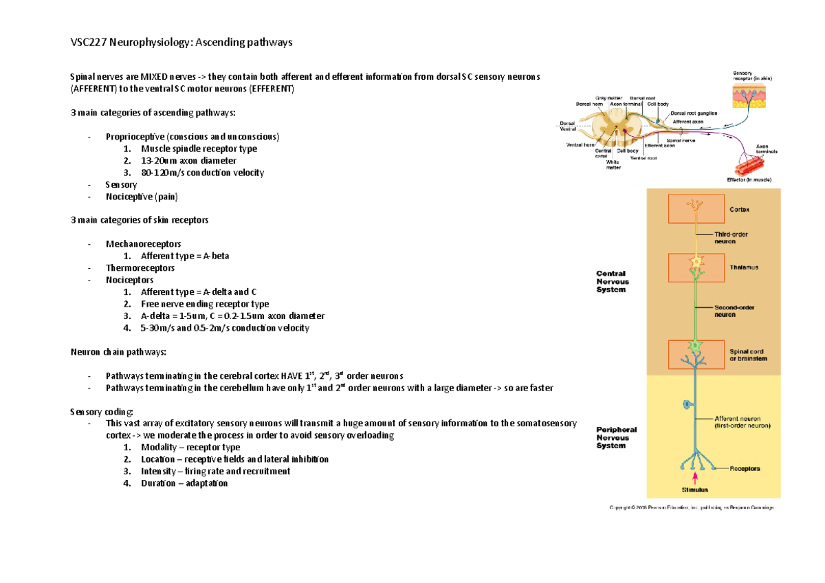 Ascending and descending pathway notes - Spinal nerves are MIXED nerves ...