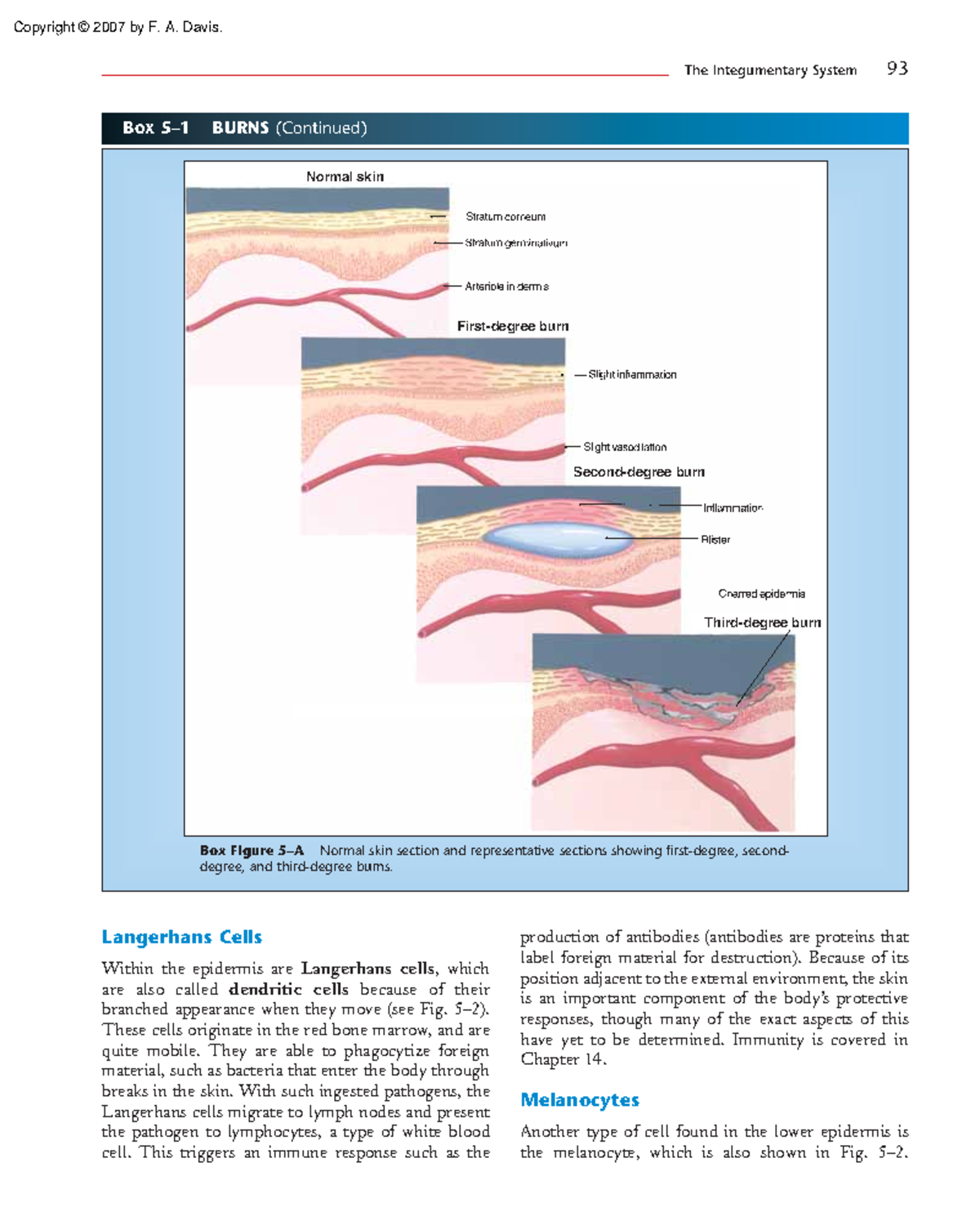 Essentials of Anatomy and Physiology 120 - The Integumentary System 93 ...