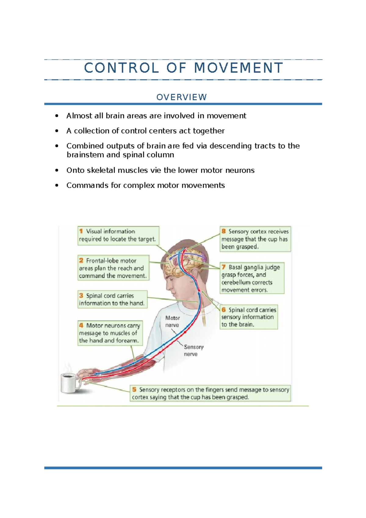 Control OF Movement - Lecture notes 7 - CONTROL OF MOVEMENT OVERVIEW ...