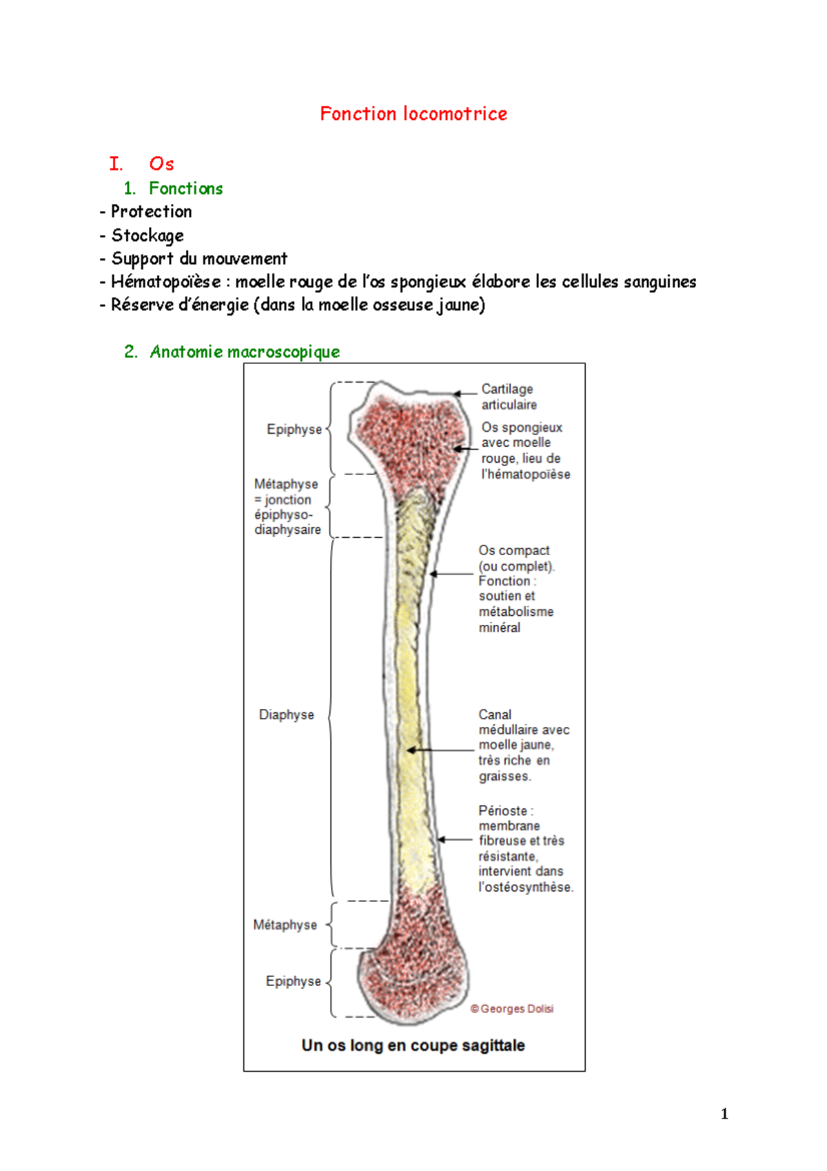 Fonction-locomotrice - Fonction locomotrice I. Os Fonctions Protection ...